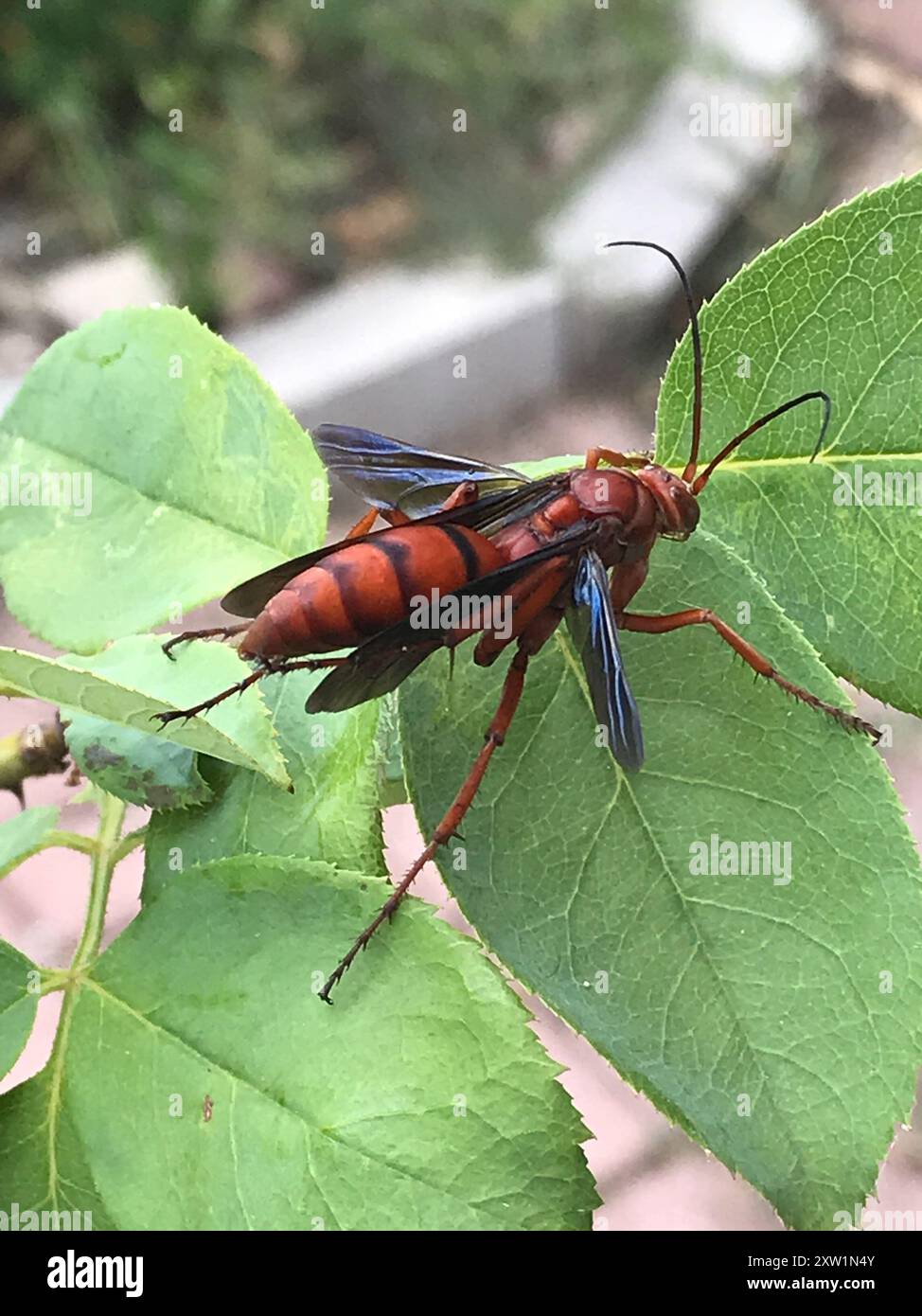 Rusty Spider Wasp (Tachypompilus ferrugineus) Insecta Stock Photo - Alamy