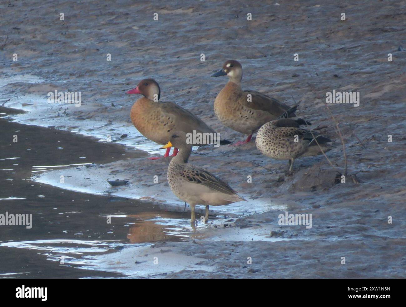 Brazilian Teal (Amazonetta brasiliensis) Aves Stock Photo - Alamy