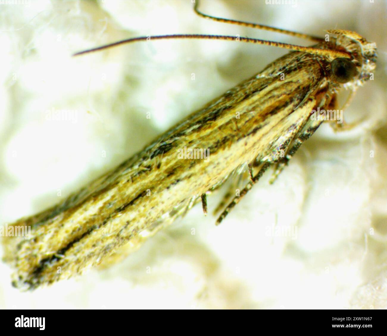 Streaked Twirler (Symmetrischema striatella) Insecta Stock Photo - Alamy