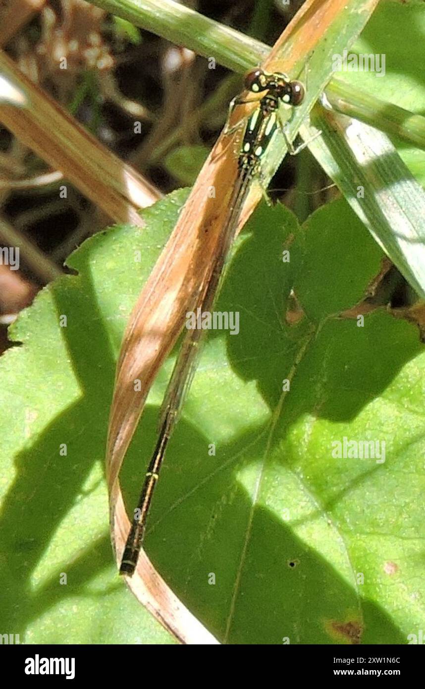 Fragile Forktail (Ischnura posita) Insecta Stock Photo - Alamy