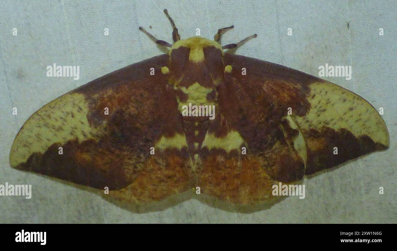 Imperial Moth (Eacles imperialis) Insecta Stock Photo - Alamy