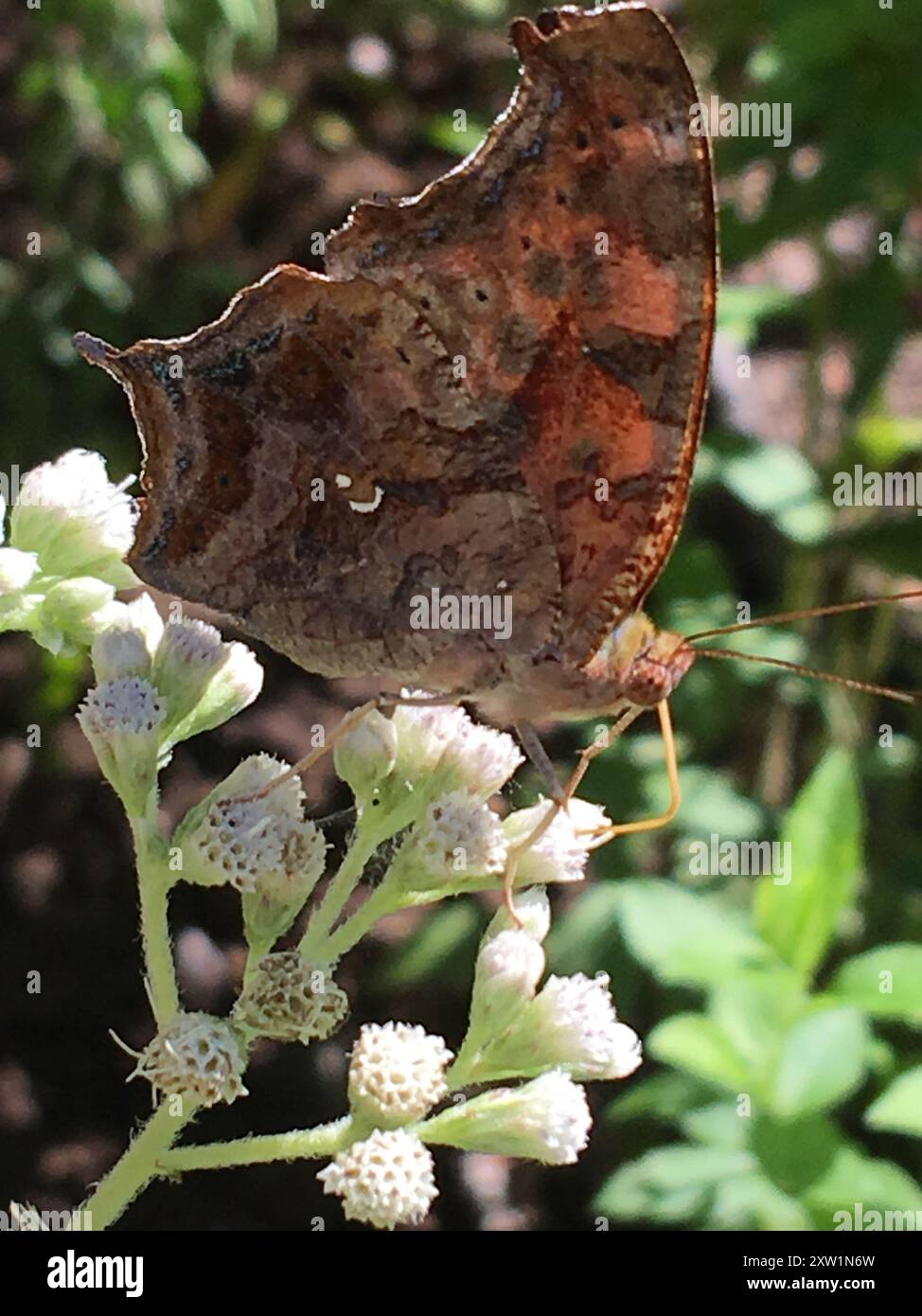 Question Mark (Polygonia interrogationis) Insecta Stock Photo - Alamy