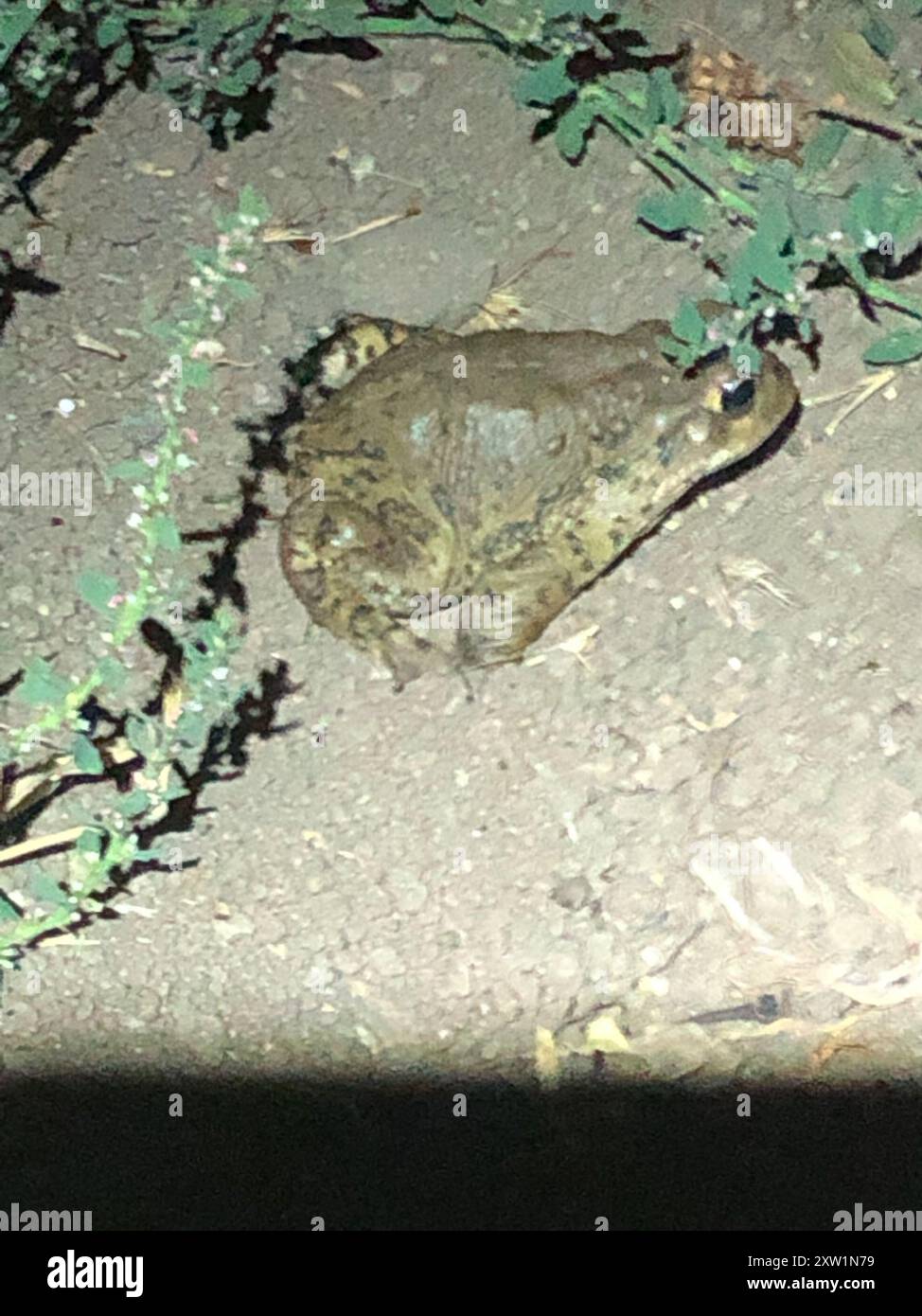 California Toad (Anaxyrus boreas halophilus) Amphibia Stock Photo - Alamy