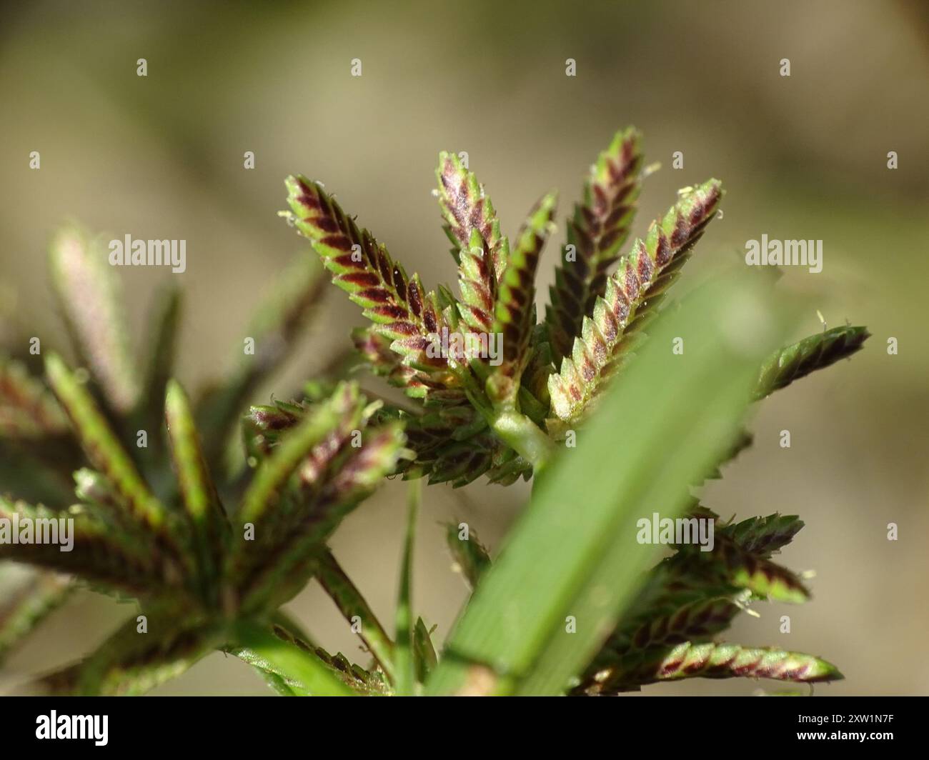 Brown Flatsedge (Cyperus fuscus) Plantae Stock Photo - Alamy