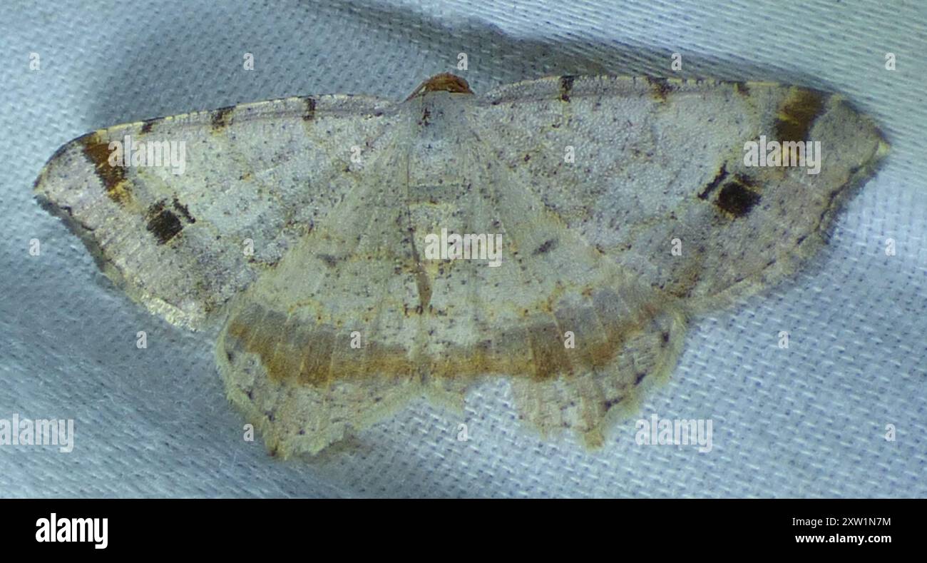 Red-headed Inchworm Moth (Macaria bisignata) Insecta Stock Photo - Alamy