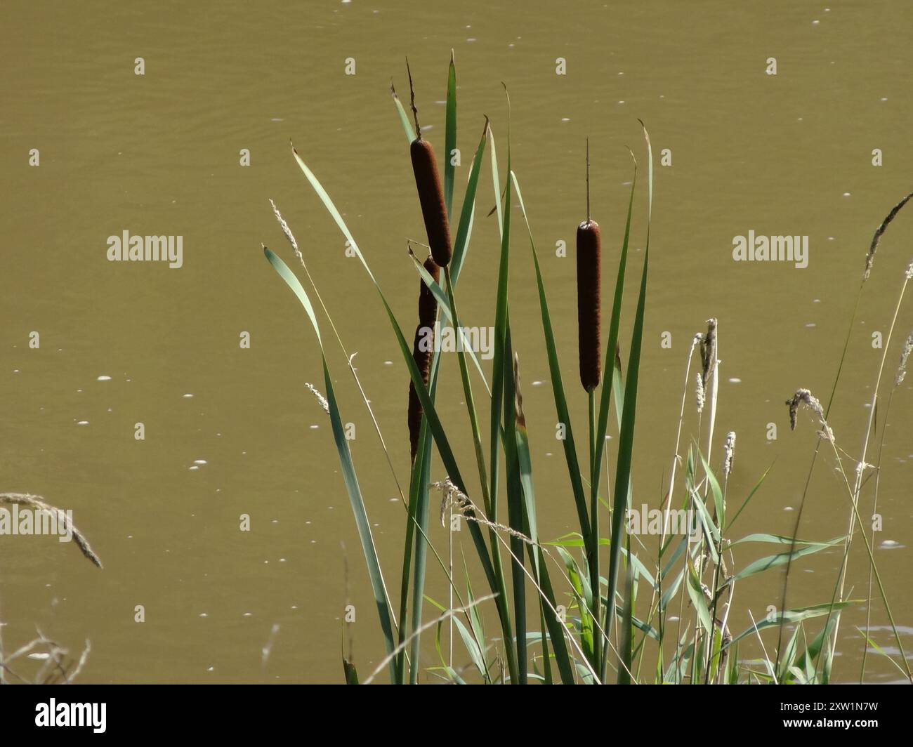 broadleaf cattail (Typha latifolia) Plantae Stock Photo - Alamy