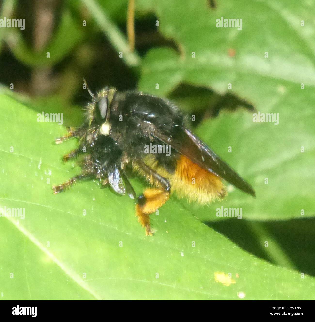 Bee-killers (Mallophora) Insecta Stock Photo - Alamy
