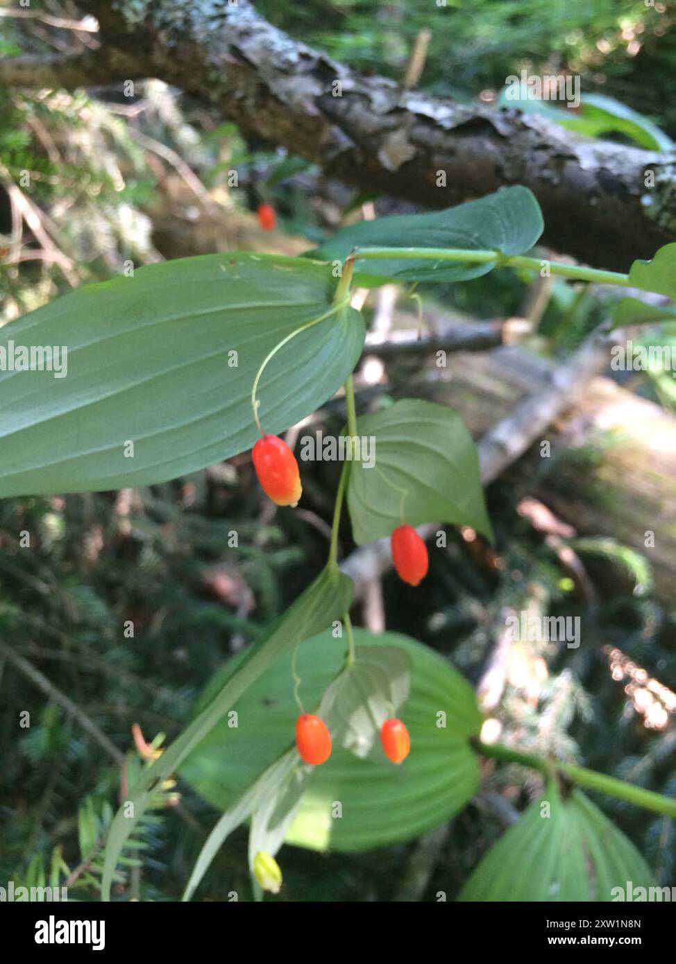 white twisted-stalk (Streptopus amplexifolius) Plantae Stock Photo - Alamy