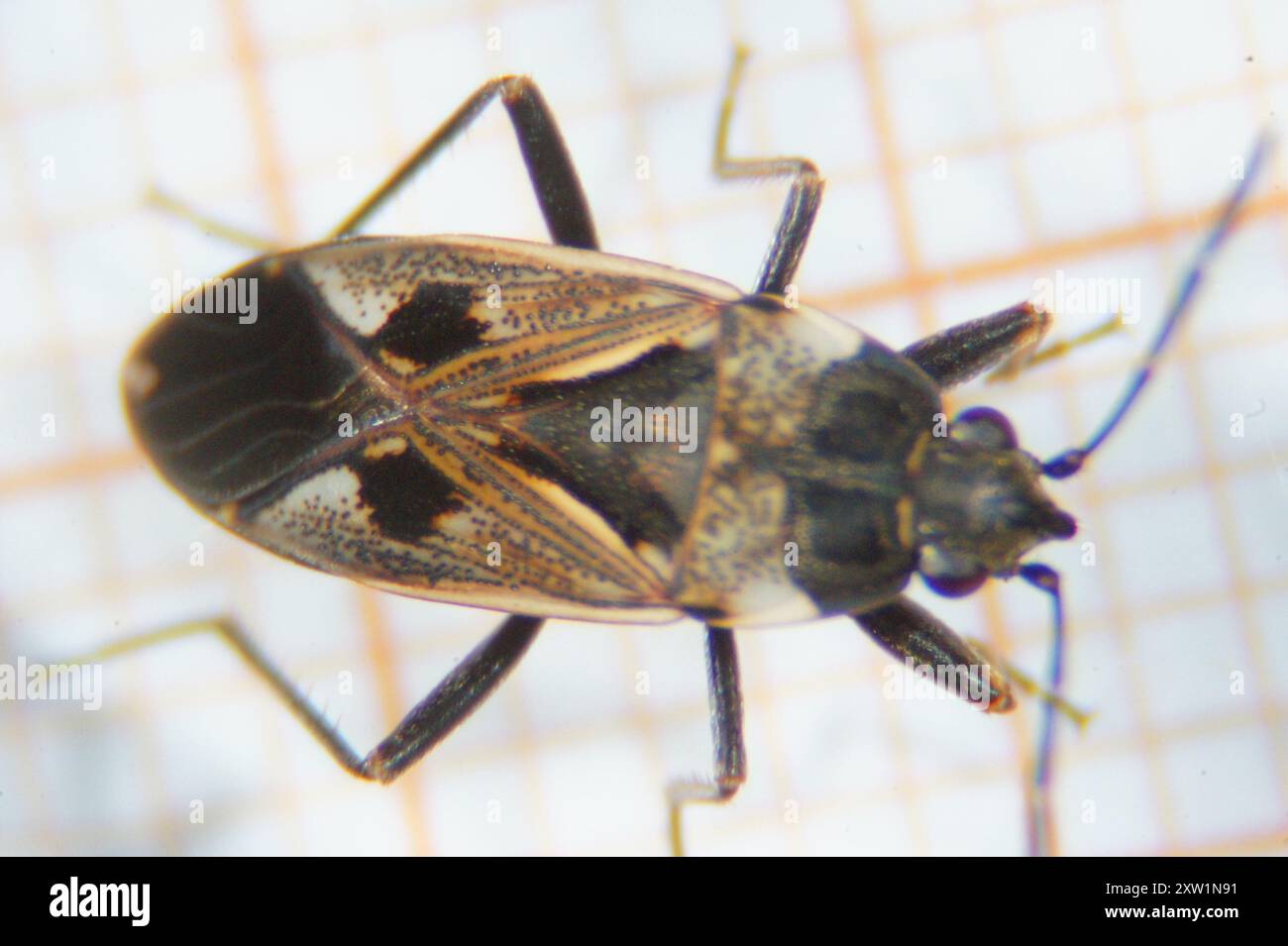 bright-spotted groundbug (Rhyparochromus vulgaris) Insecta Stock Photo ...