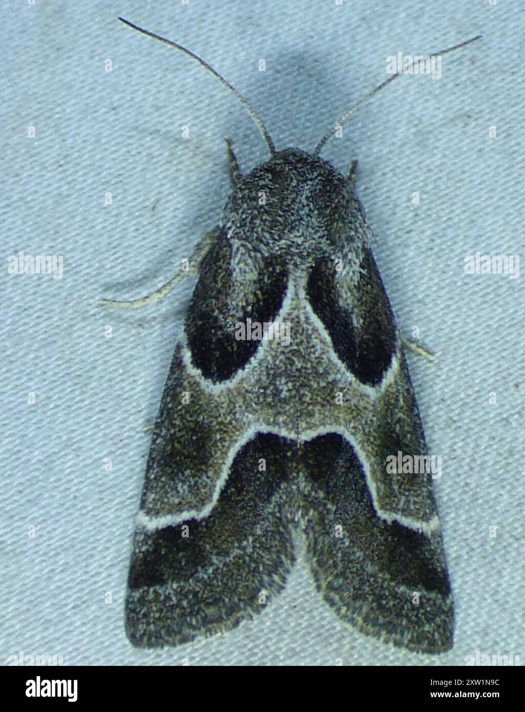 Ragweed Flower Moth (Schinia rivulosa) Insecta Stock Photo - Alamy