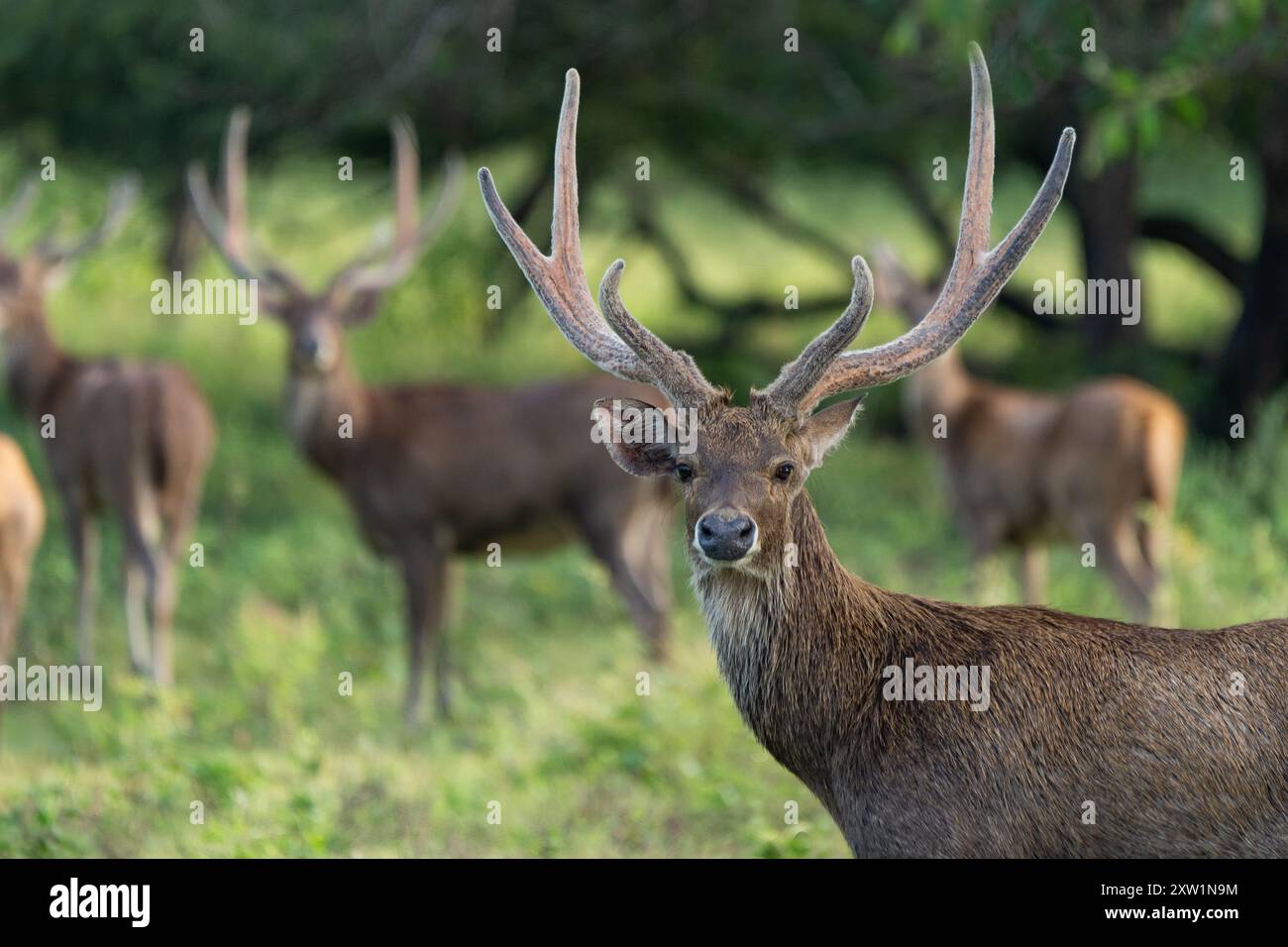 A herd of javan rusa or sunda sambar (Rusa timorensis), in the middle ...