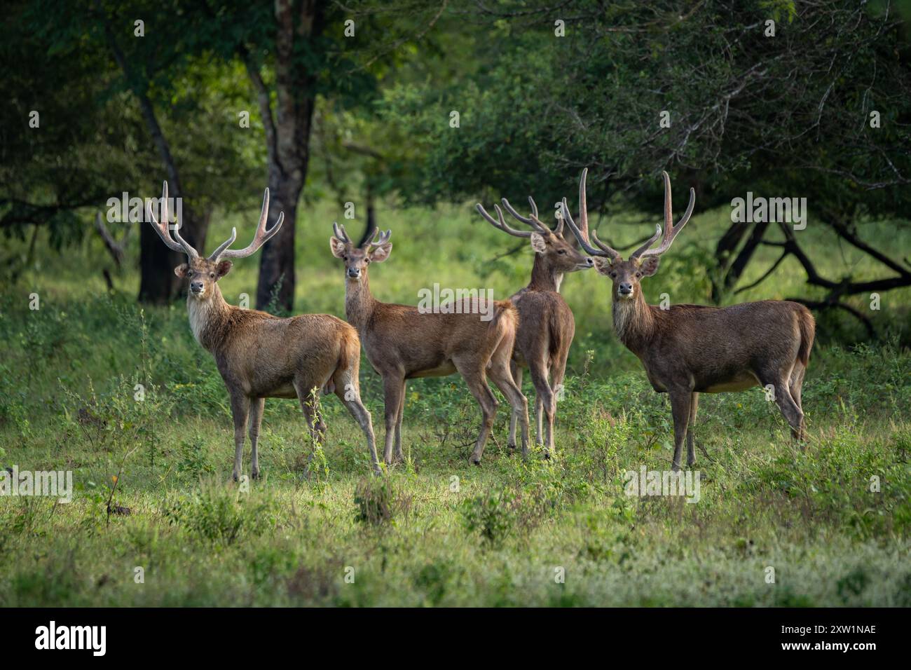 A herd of javan rusa or sunda sambar (Rusa timorensis), in the middle ...