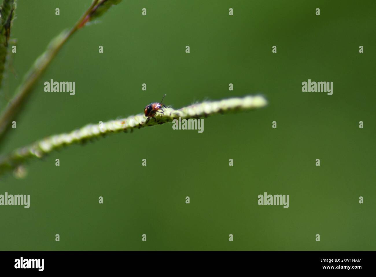 True Bugs (Heteroptera) Insecta Stock Photo - Alamy
