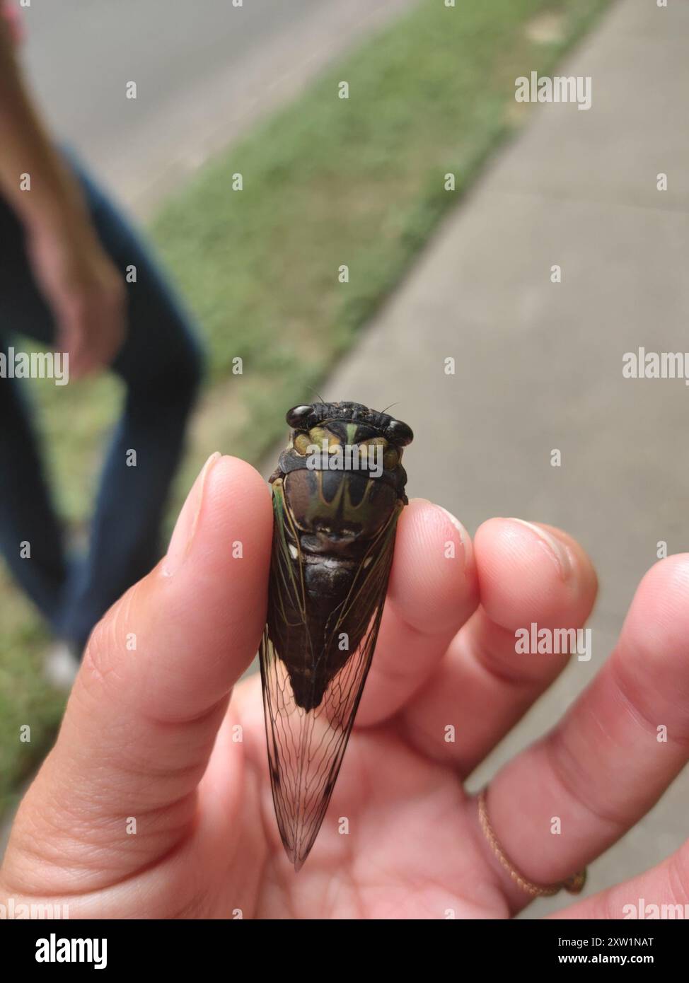 Coastal Lyric Cicada (Neotibicen lyricen virescens) Insecta Stock Photo ...