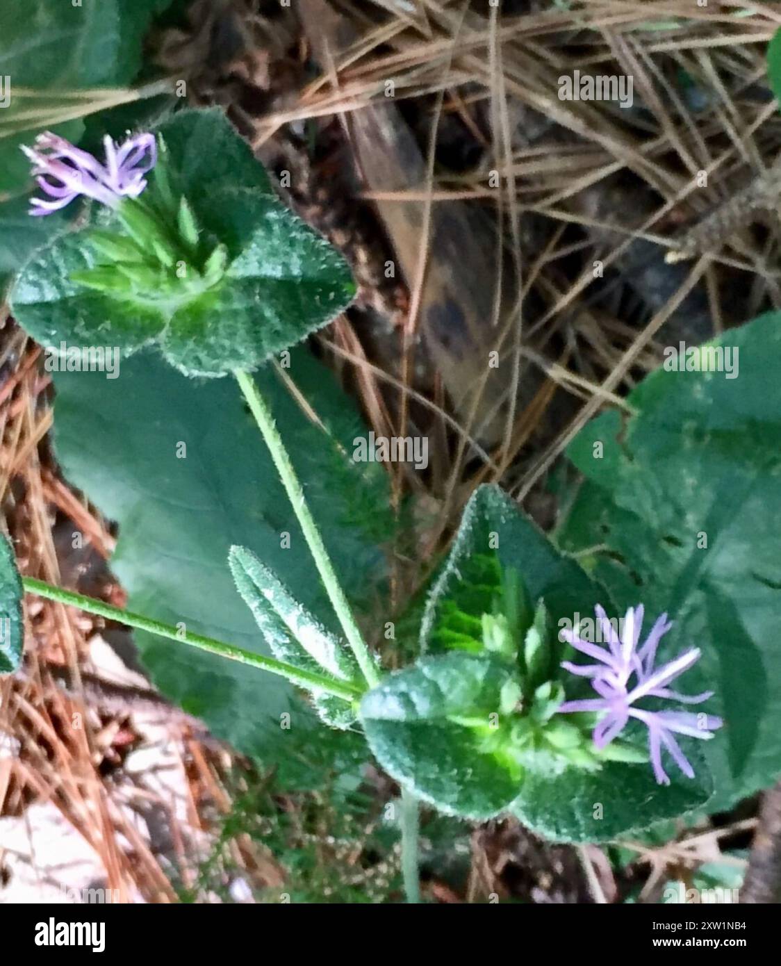 common elephant's-foot (Elephantopus tomentosus) Plantae Stock Photo ...