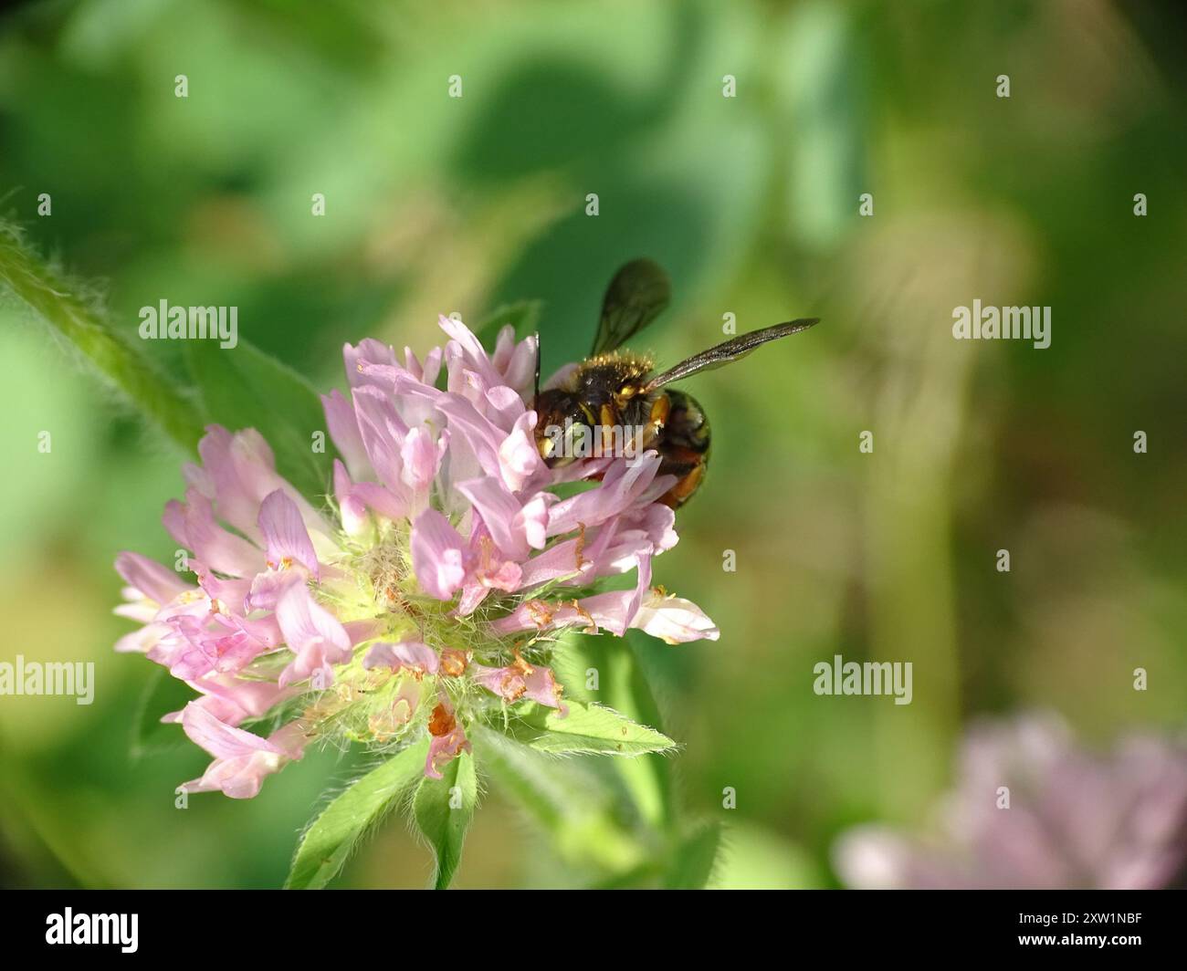 Oblongatum hi-res stock photography and images - Alamy