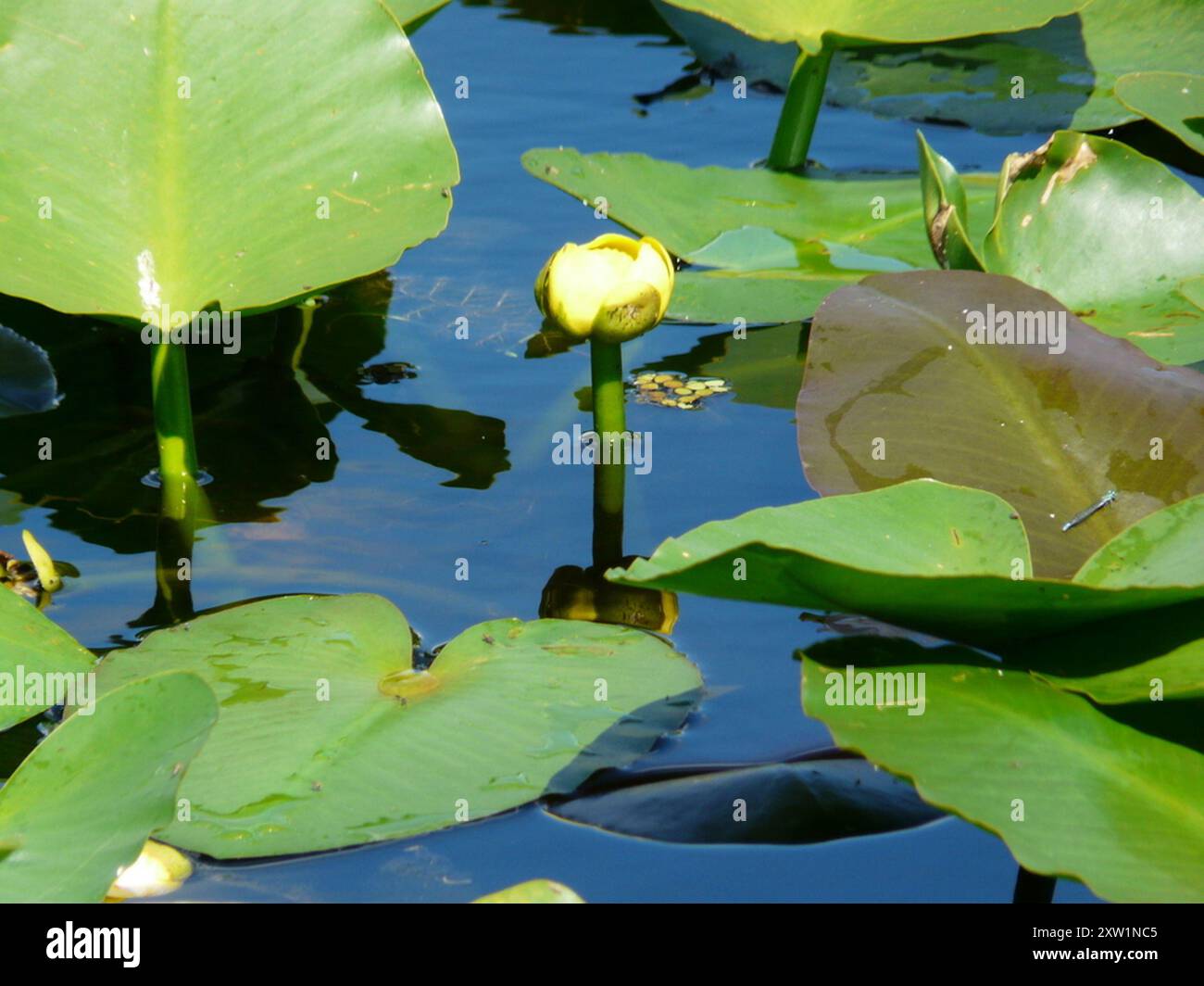 spatterdock (Nuphar advena) Plantae Stock Photo - Alamy