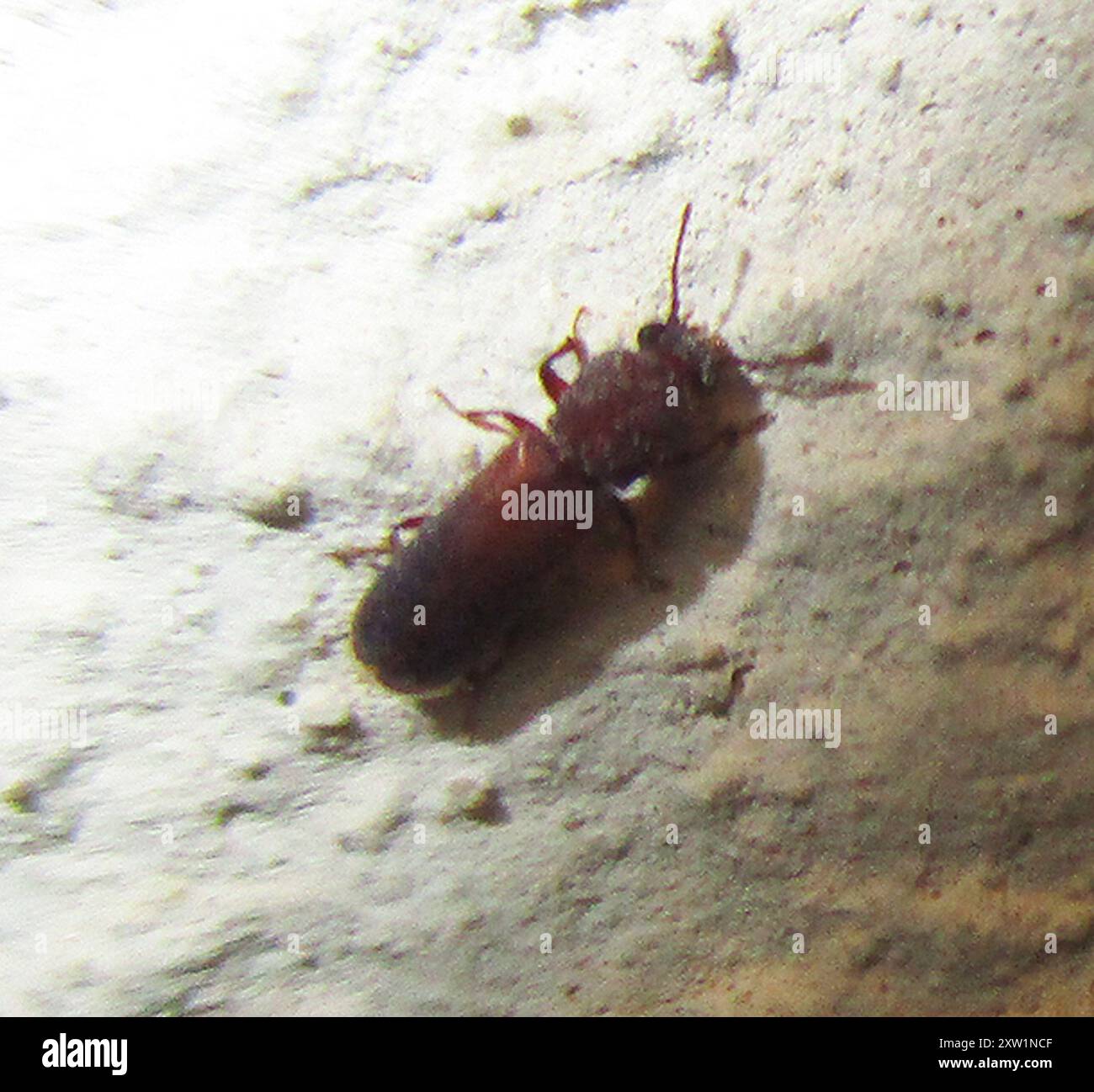 Powder-post Beetles (Lyctinae) Insecta Stock Photo - Alamy