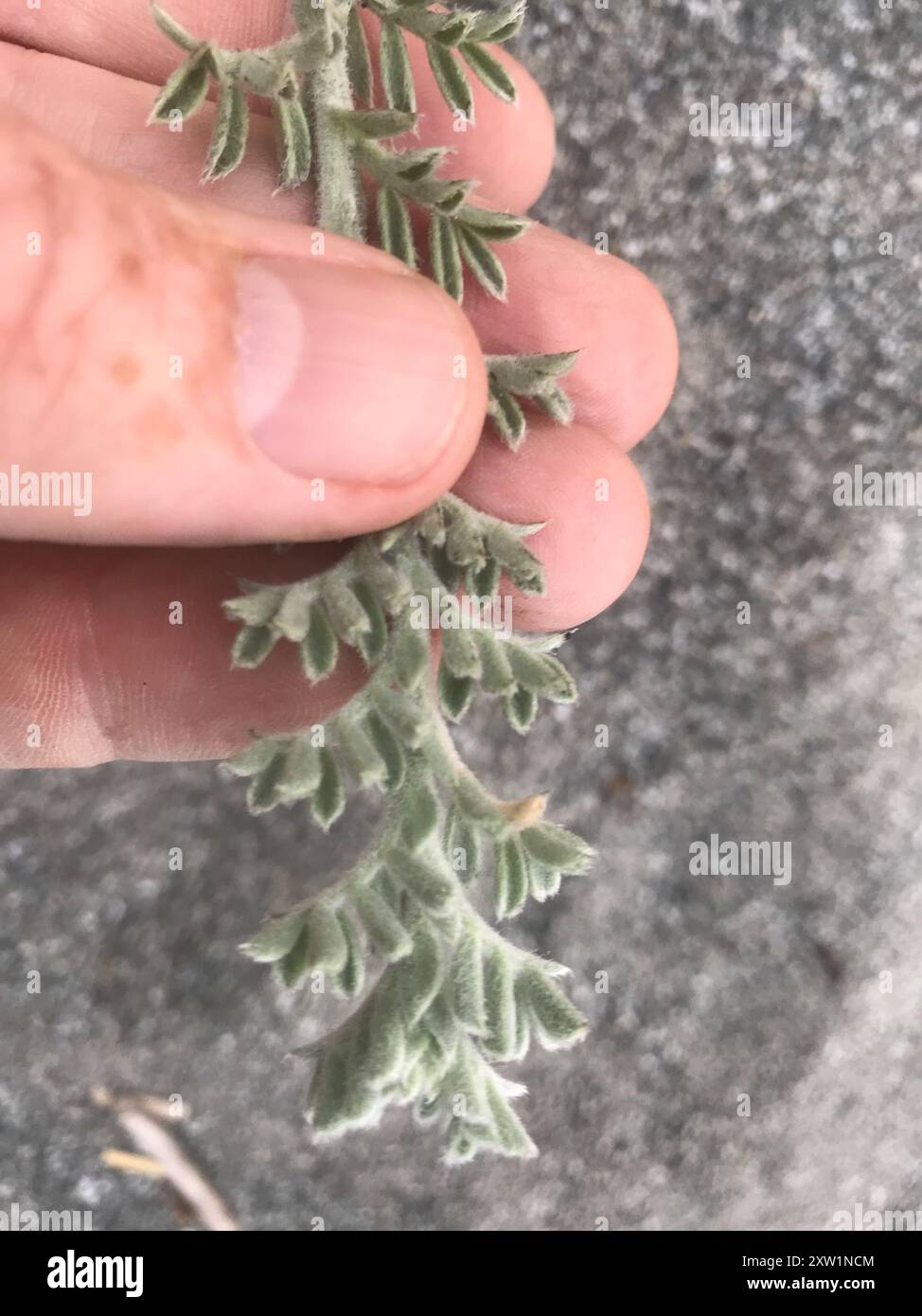 silky beach pea (Lathyrus littoralis) Plantae Stock Photo - Alamy