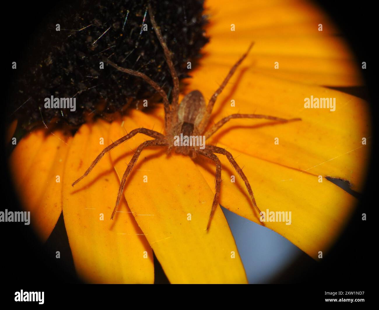 American Nursery Web Spider (Pisaurina mira) Arachnida Stock Photo - Alamy
