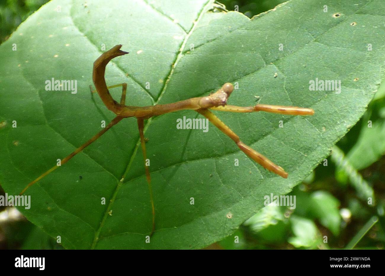Mantises (Mantodea) Insecta Stock Photo - Alamy