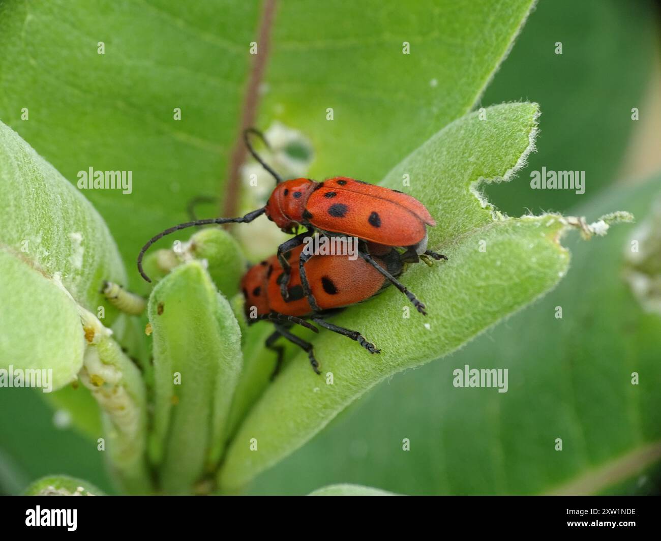 Red Milkweed Beetle (Tetraopes tetrophthalmus) Insecta Stock Photo - Alamy
