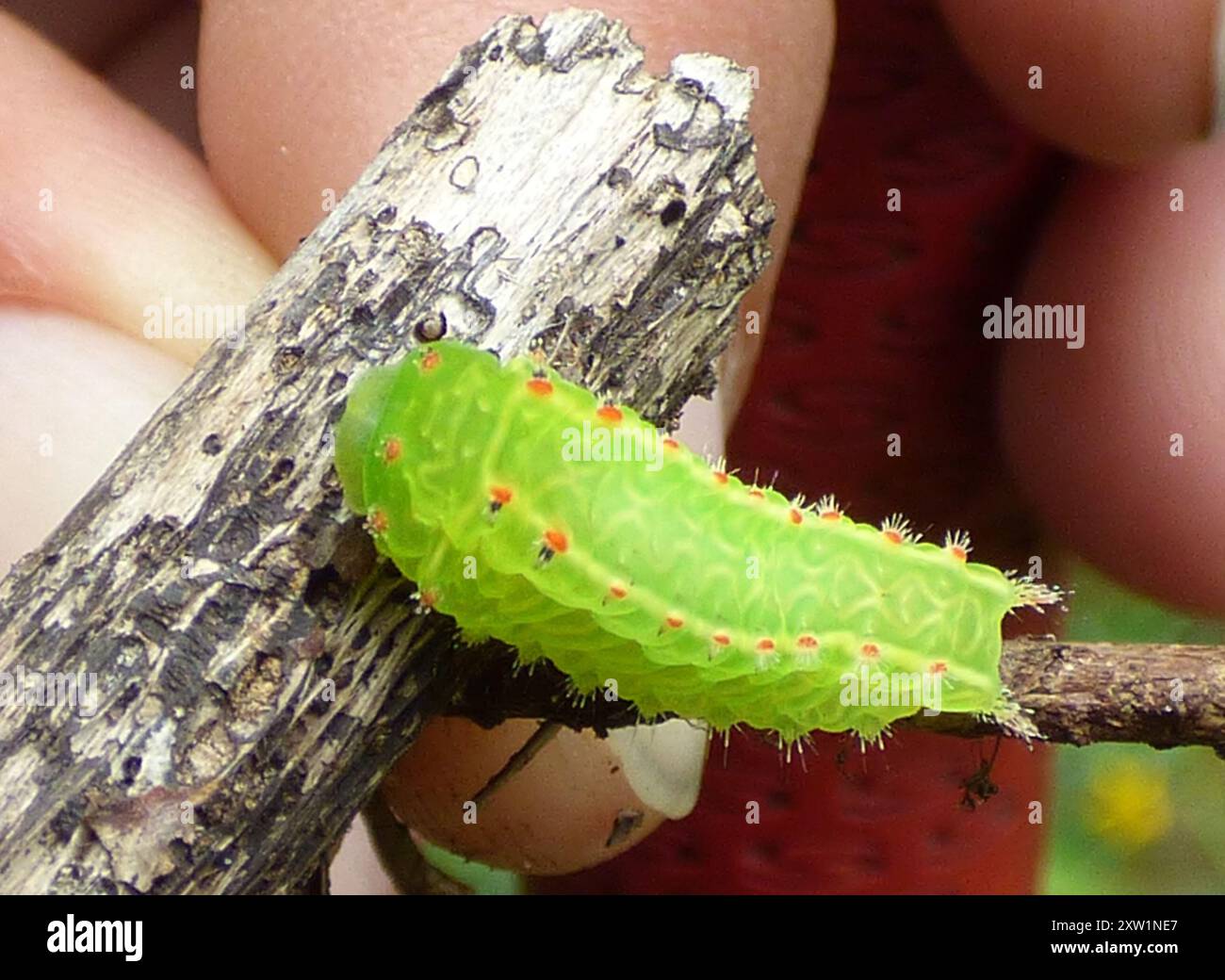 Nason's Slug Moth (Natada nasoni) Insecta Stock Photo - Alamy