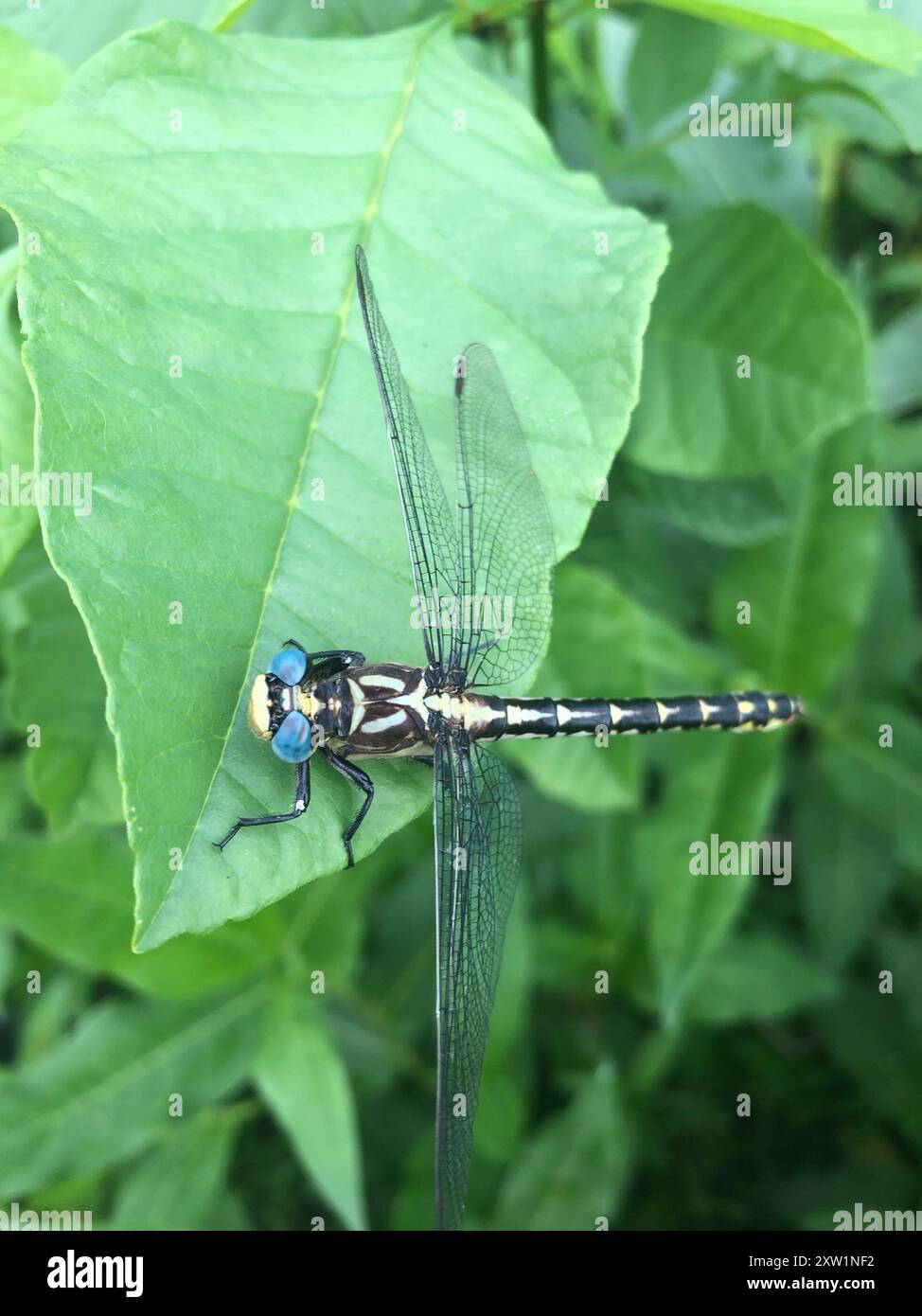 Olive Clubtail (Stylurus olivaceus) Insecta Stock Photo - Alamy