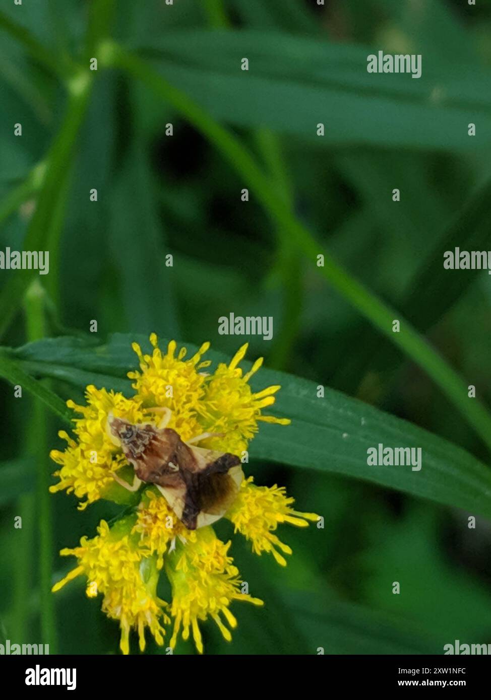 Pennsylvania Ambush Bug (Phymata pennsylvanica) Insecta Stock Photo - Alamy
