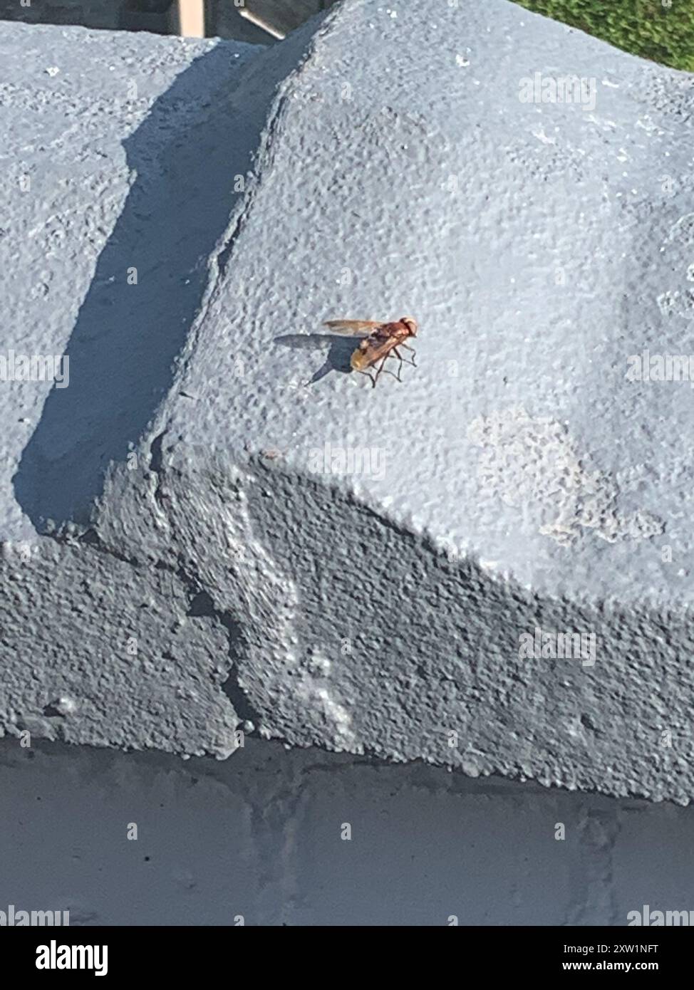 Hornet Mimic Hover Fly (Volucella zonaria) Insecta Stock Photo - Alamy