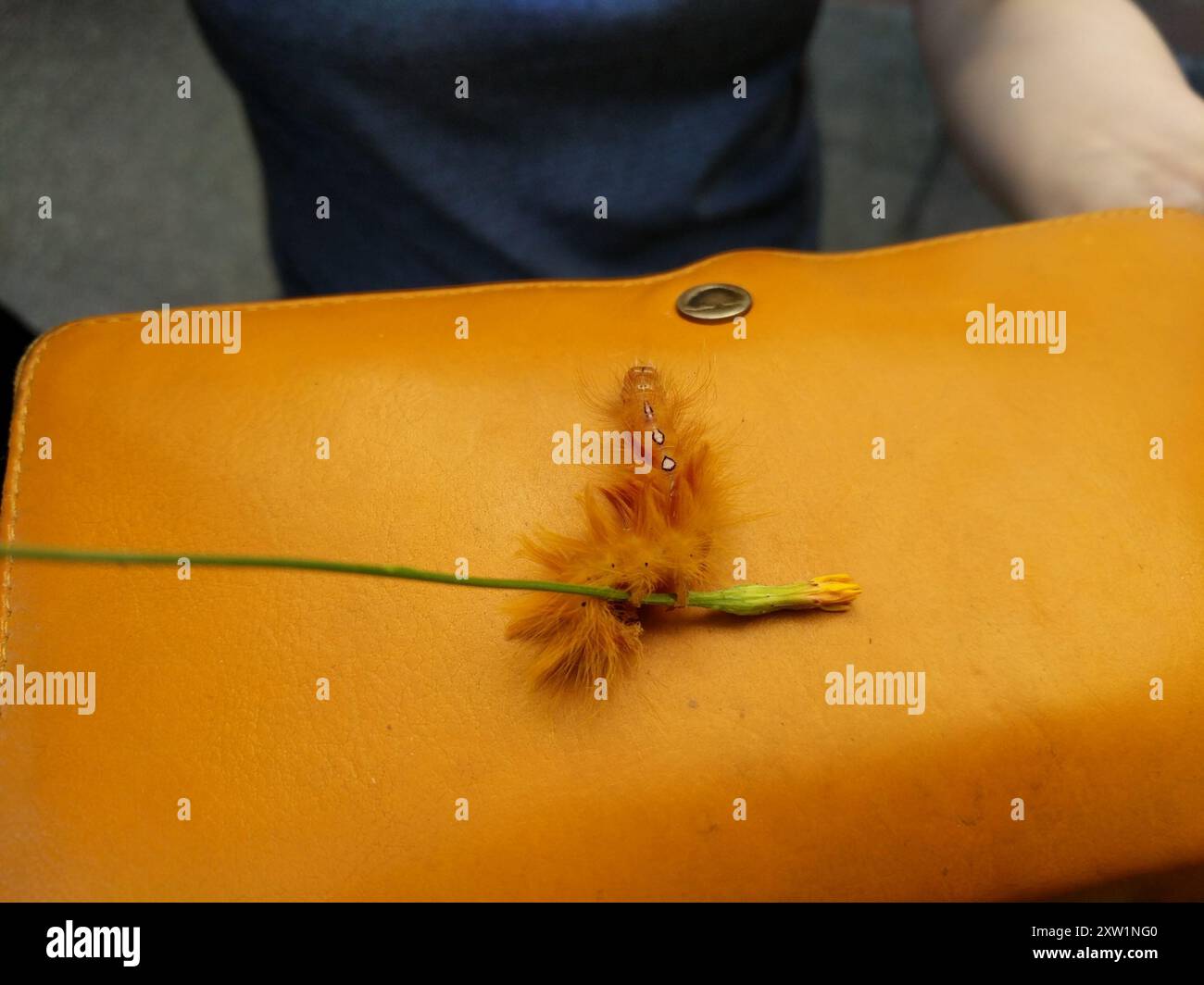 Sycamore Moth (Acronicta aceris) Insecta Stock Photo - Alamy