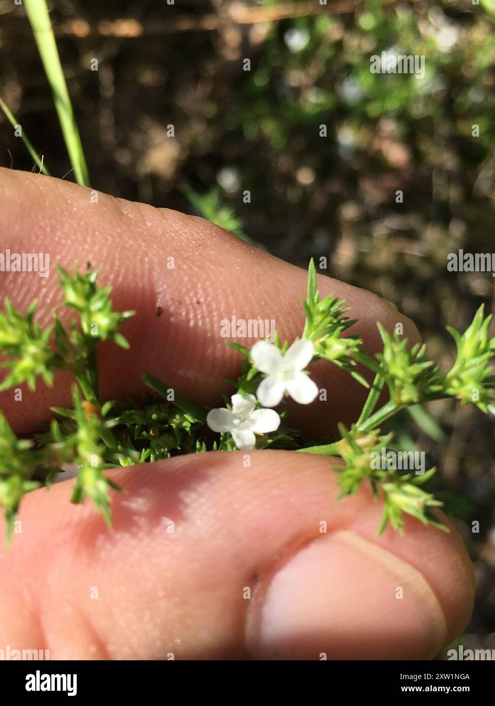 Rust Weed (Polypremum procumbens) Plantae Stock Photo - Alamy