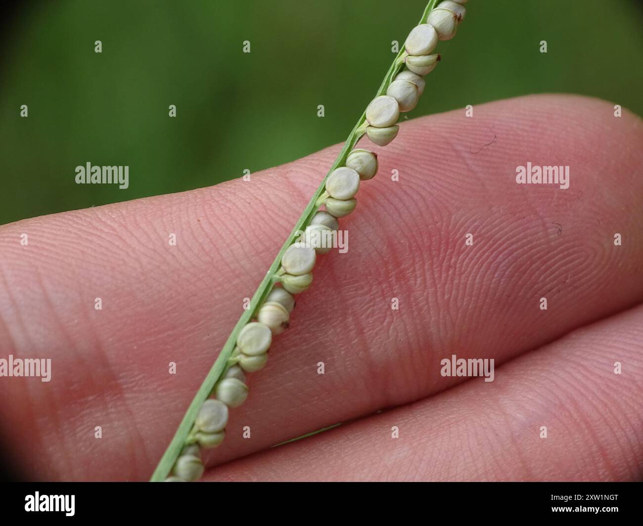Thin Paspalum (Paspalum setaceum) Plantae Stock Photo - Alamy