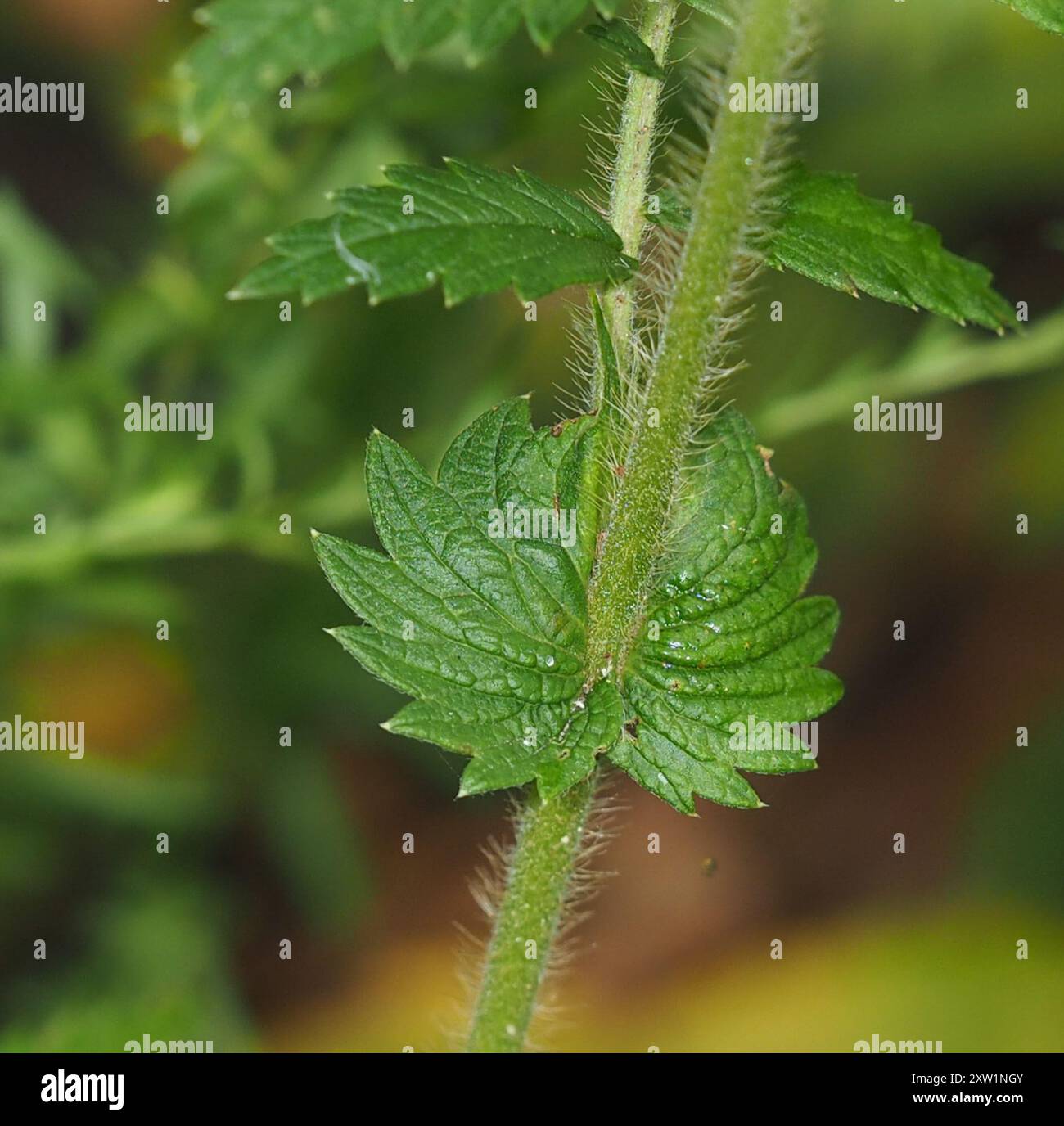 swamp agrimony (Agrimonia parviflora) Plantae Stock Photo - Alamy