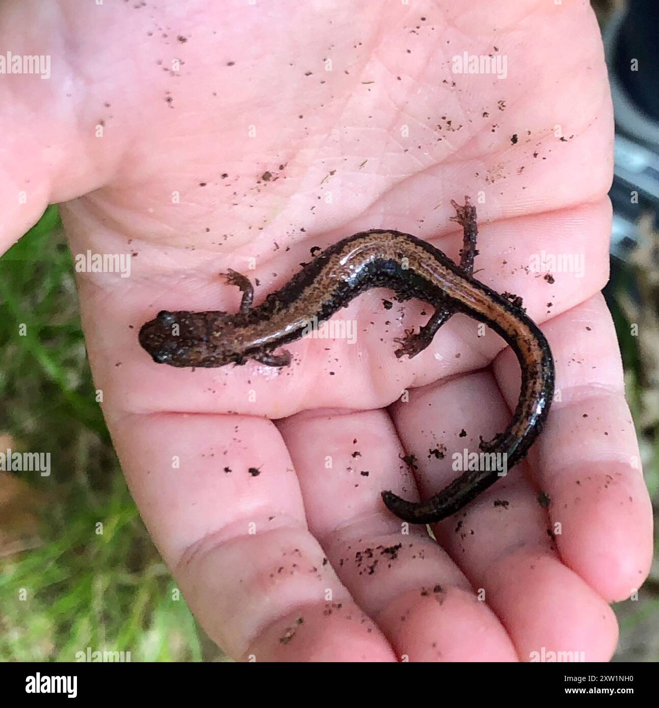 Eastern Red-backed Salamander (Plethodon cinereus) Amphibia Stock Photo ...