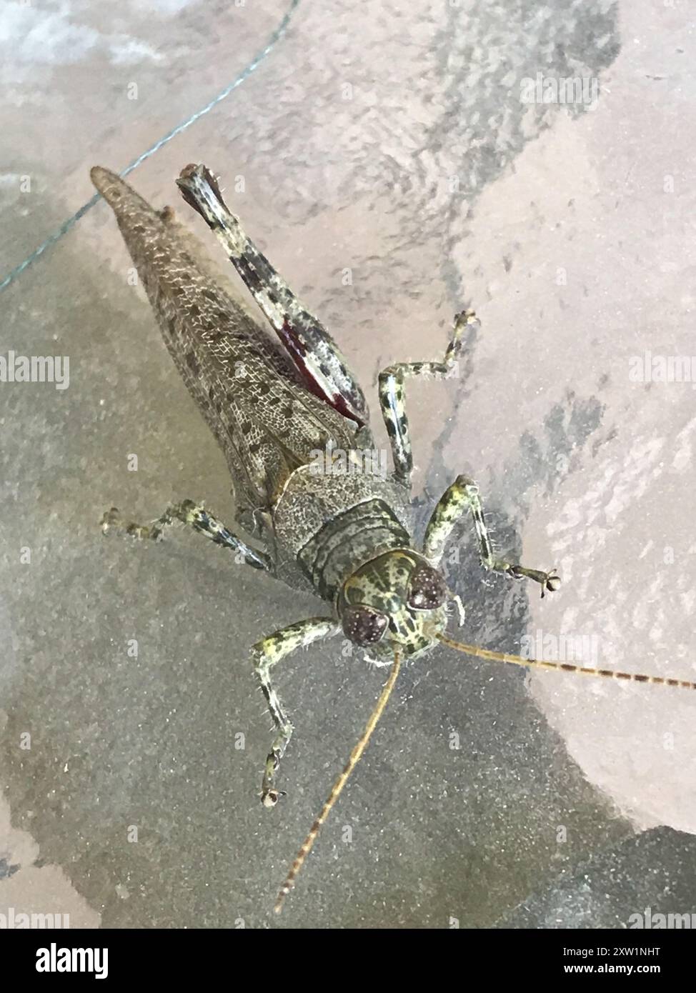 Pine tree Spur-throat Grasshopper (Melanoplus punctulatus) Insecta ...