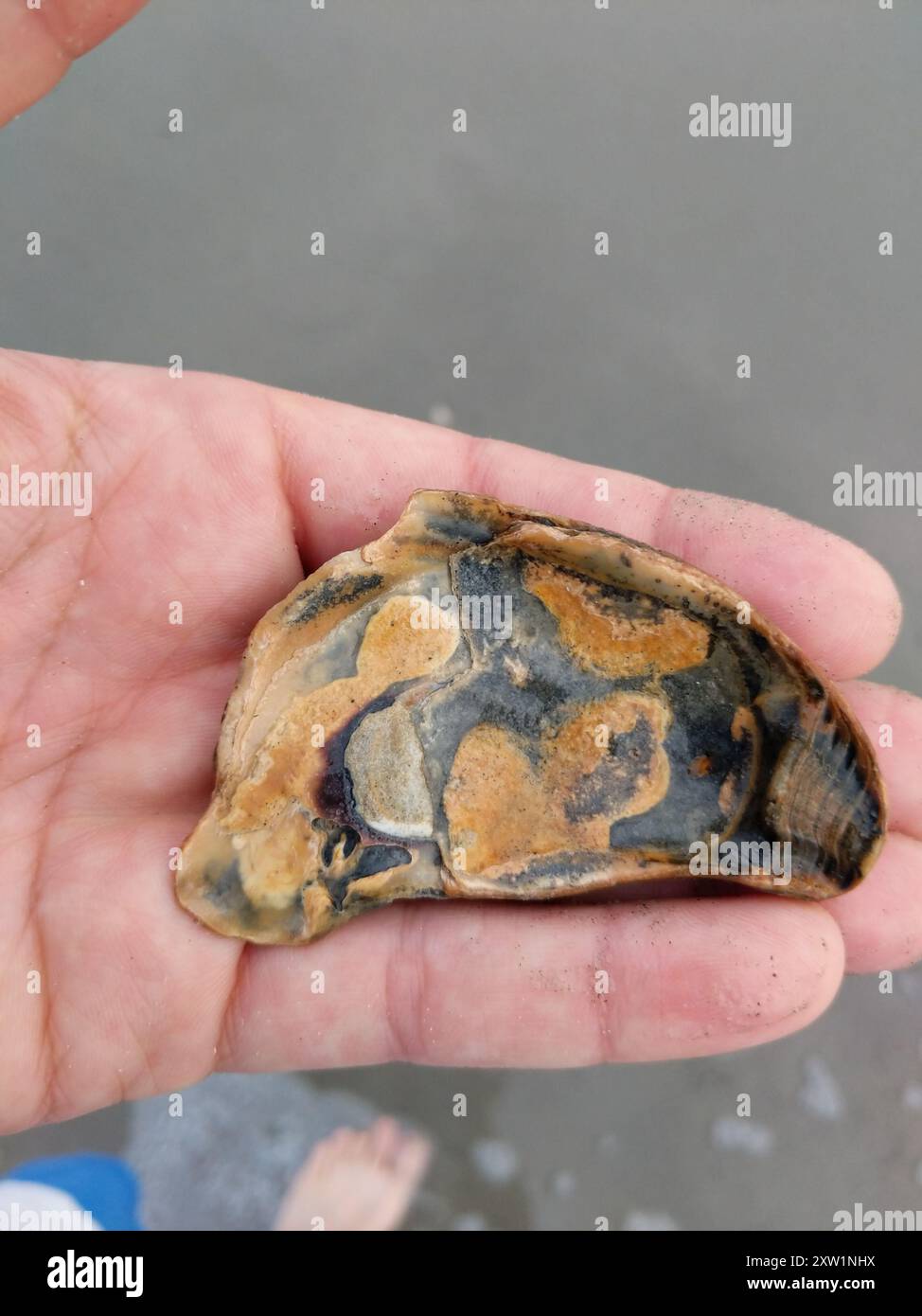 Eastern Oyster (Crassostrea virginica) Mollusca Stock Photo - Alamy