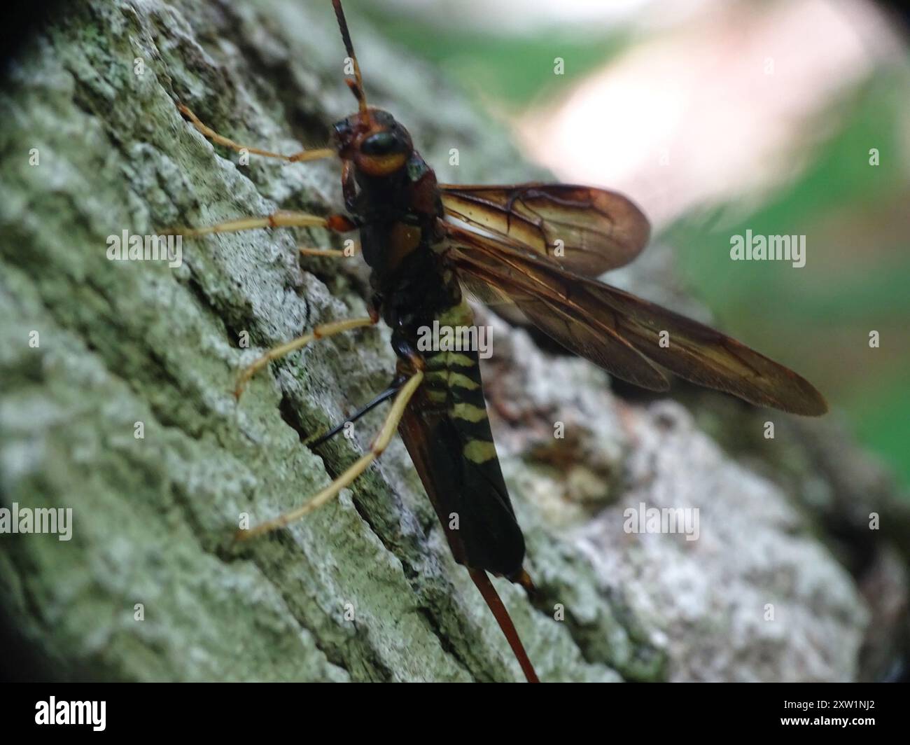 Pigeon Horntail (Tremex columba) Insecta Stock Photo - Alamy