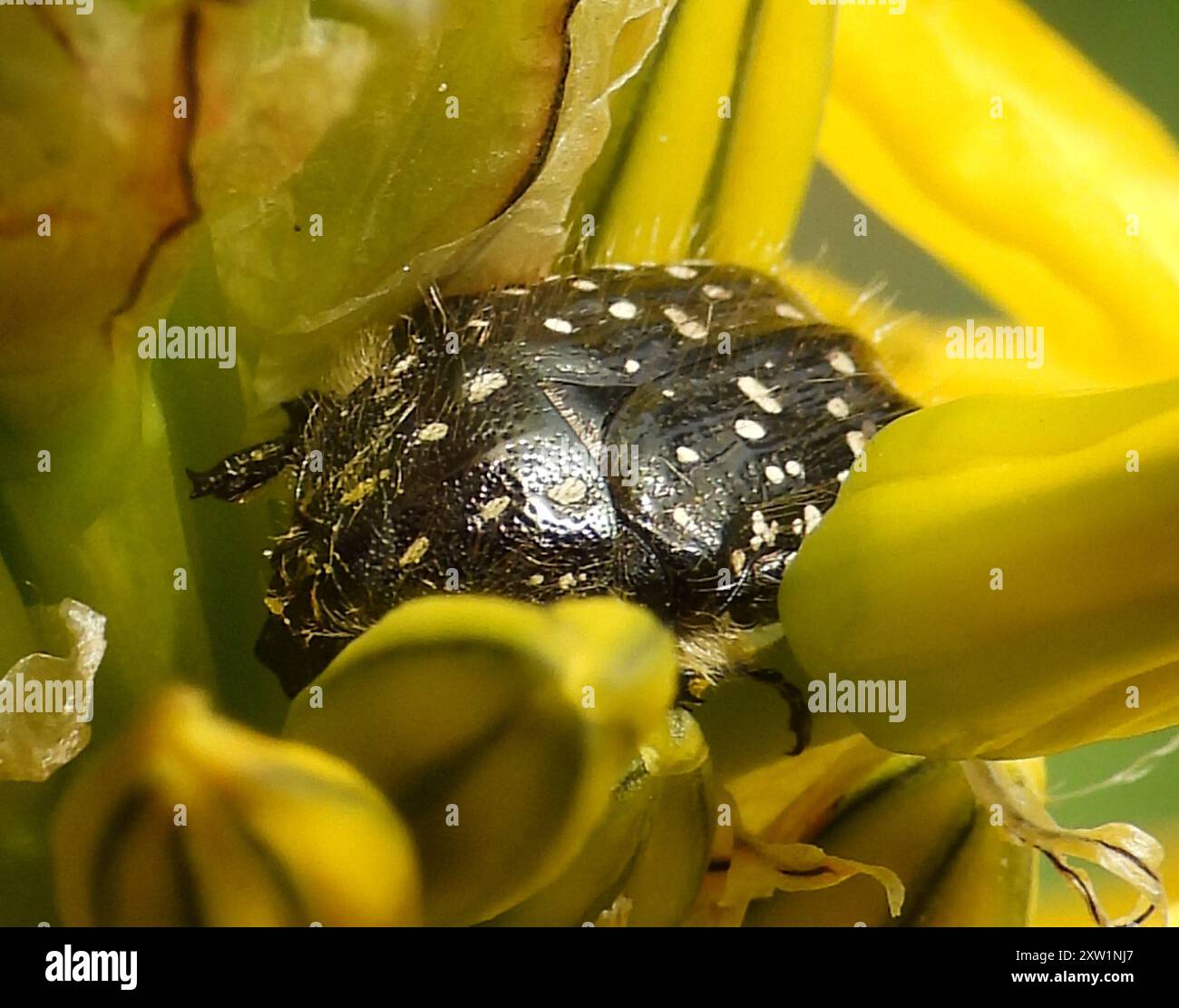 Mediterranean Spotted Chafer (Oxythyrea funesta) Insecta Stock Photo ...