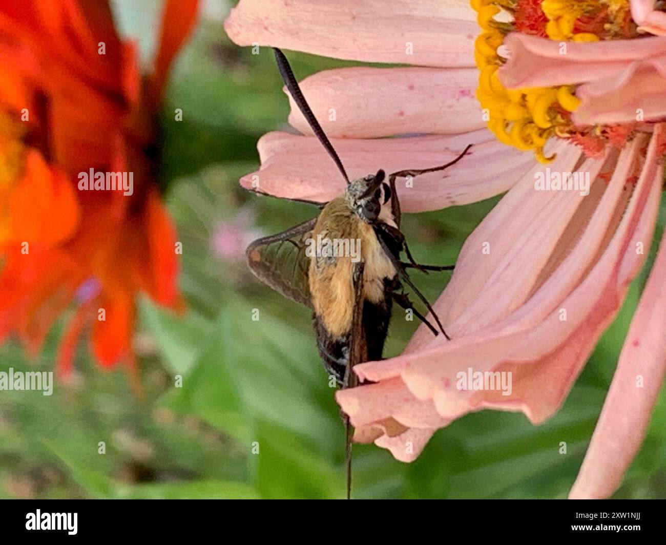 Snowberry Clearwing (Hemaris diffinis) Insecta Stock Photo - Alamy