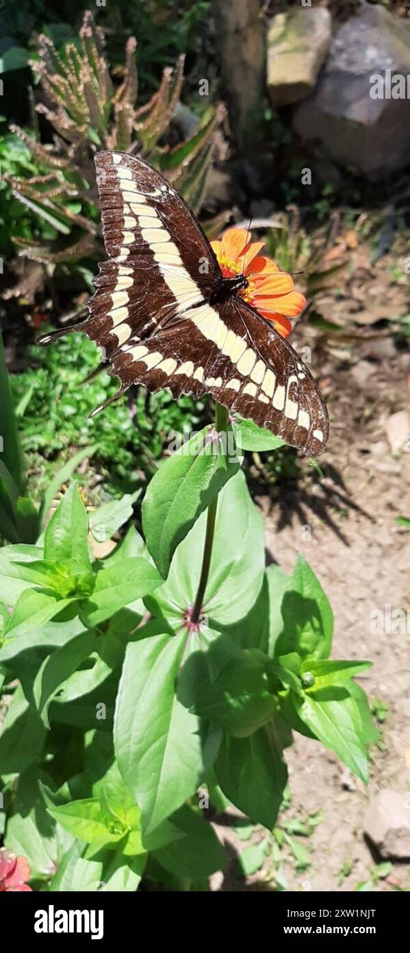 (Heraclides thoas autocles) Insecta Stock Photo - Alamy