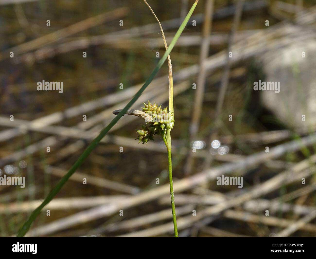 little green sedge (Carex viridula) Plantae Stock Photo - Alamy