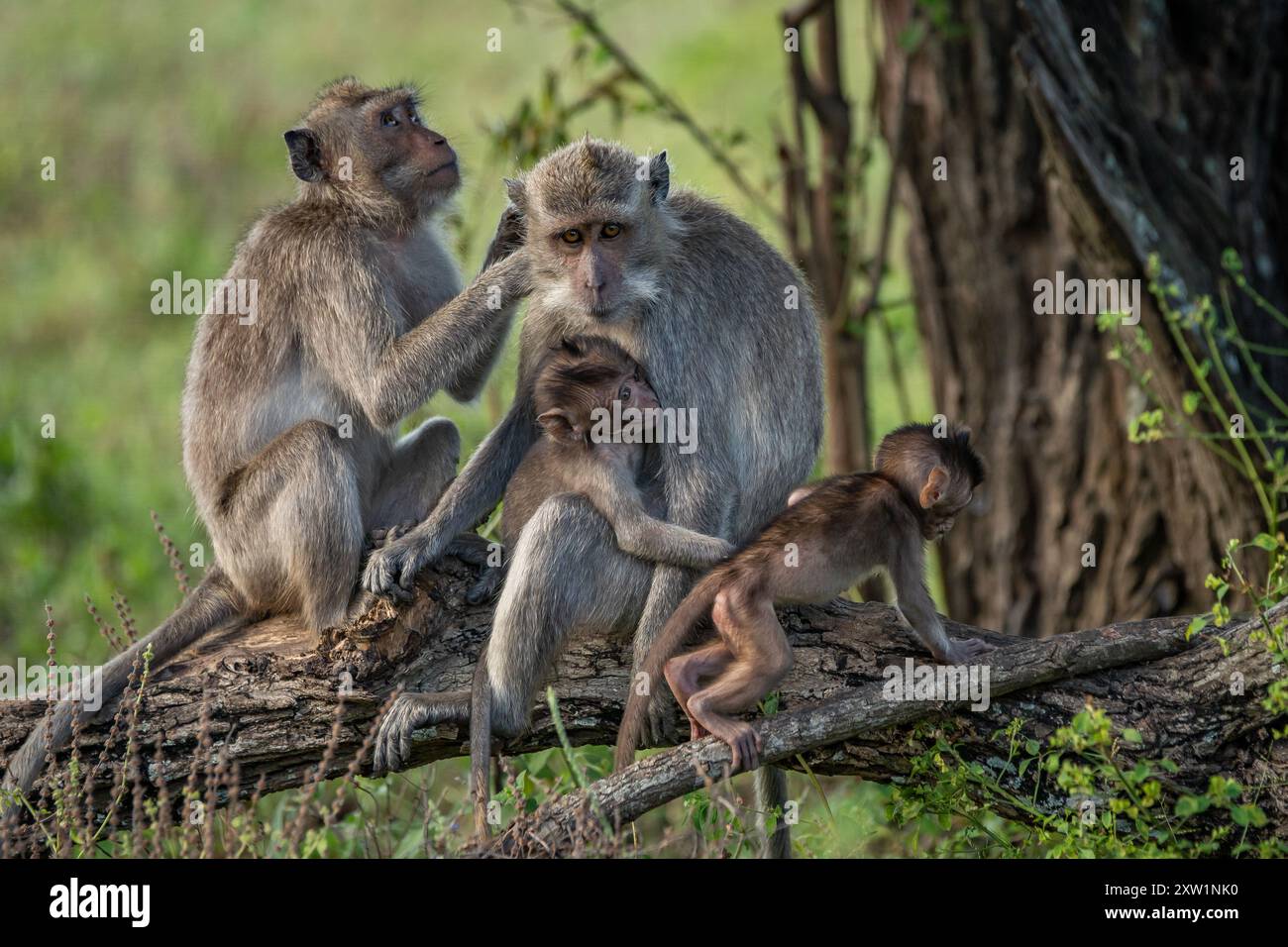 A family of long-tailed macaque (macaca fascicularis), doing some ...