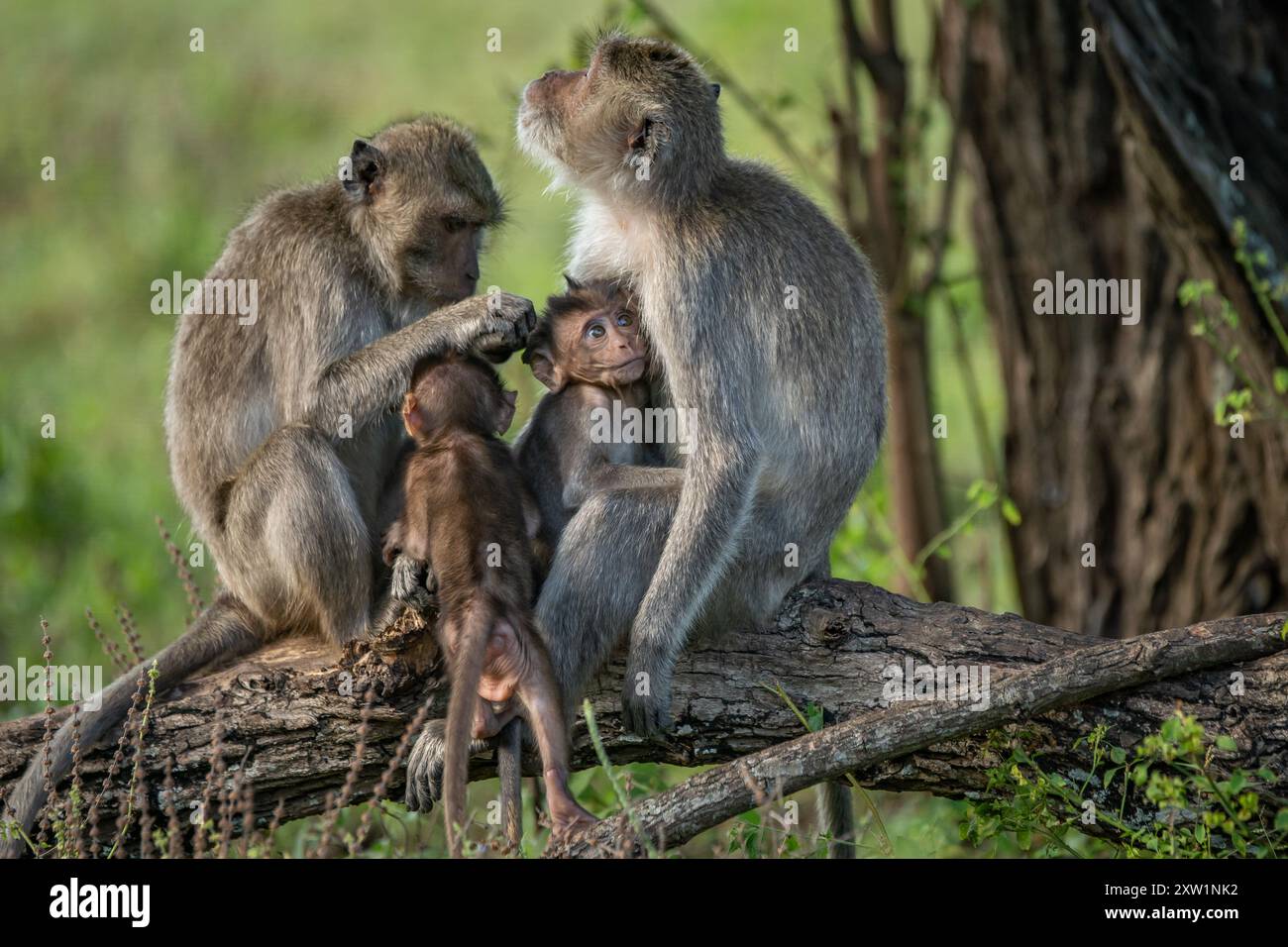 A family of long-tailed macaque (macaca fascicularis), doing some ...