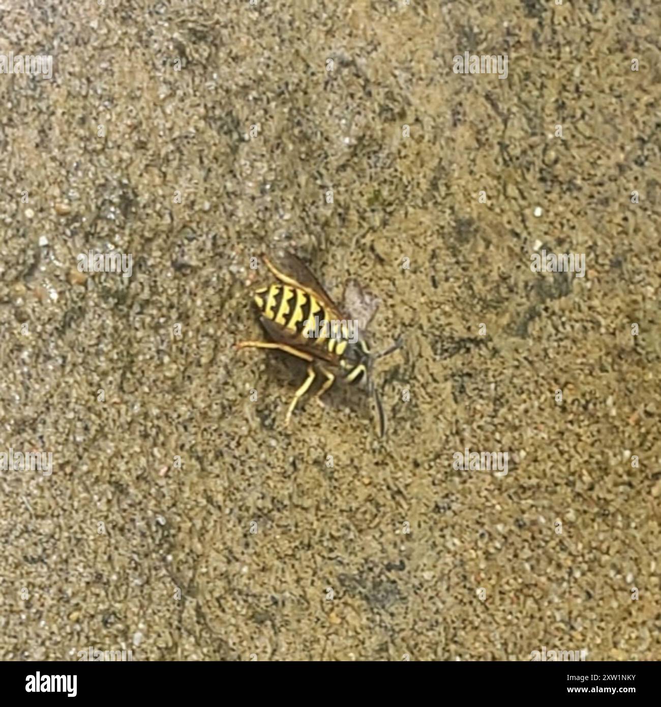 Western Yellowjacket (Vespula pensylvanica) Insecta Stock Photo - Alamy