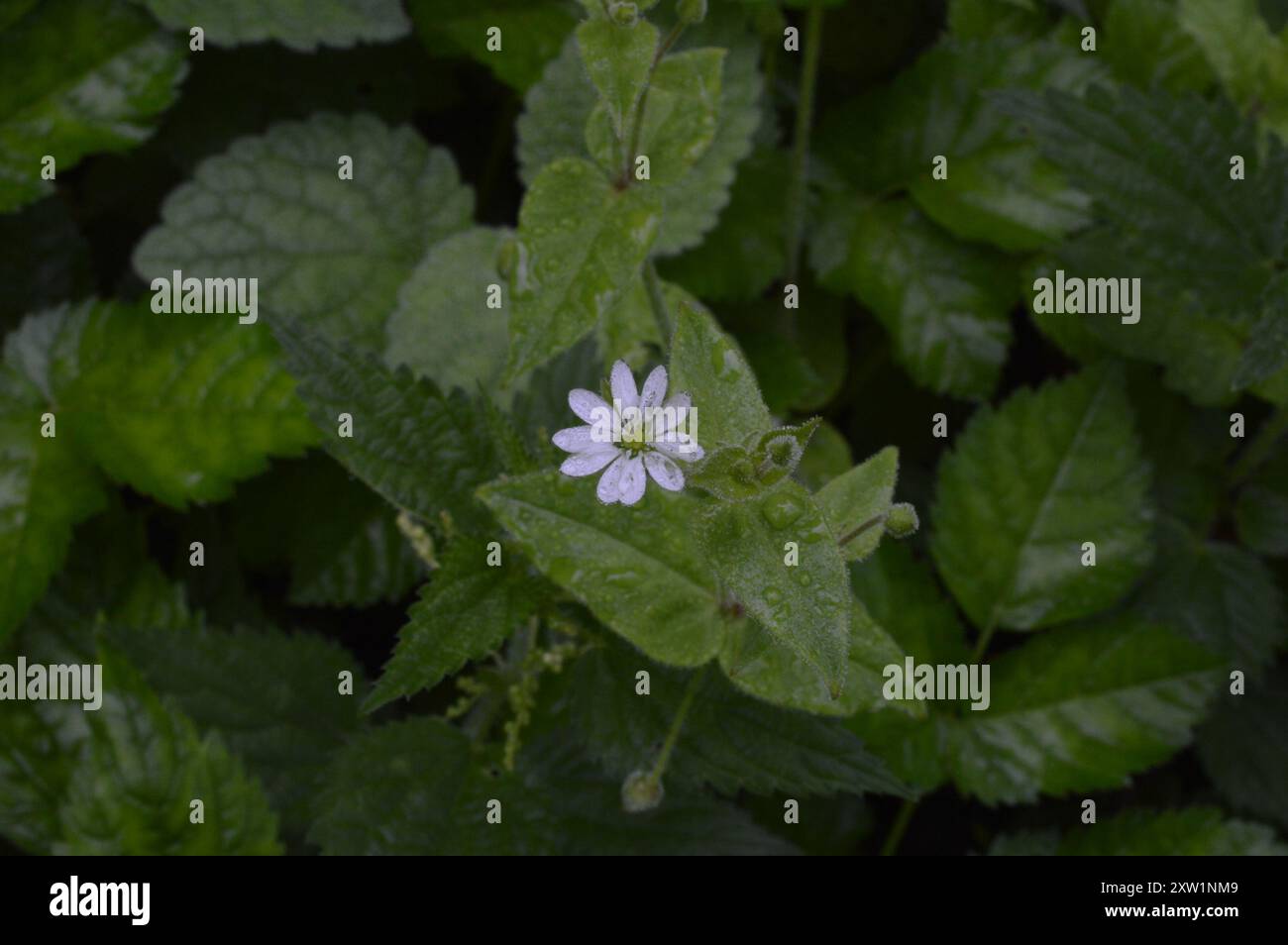 Water Chickweed (Stellaria aquatica) Plantae Stock Photo - Alamy