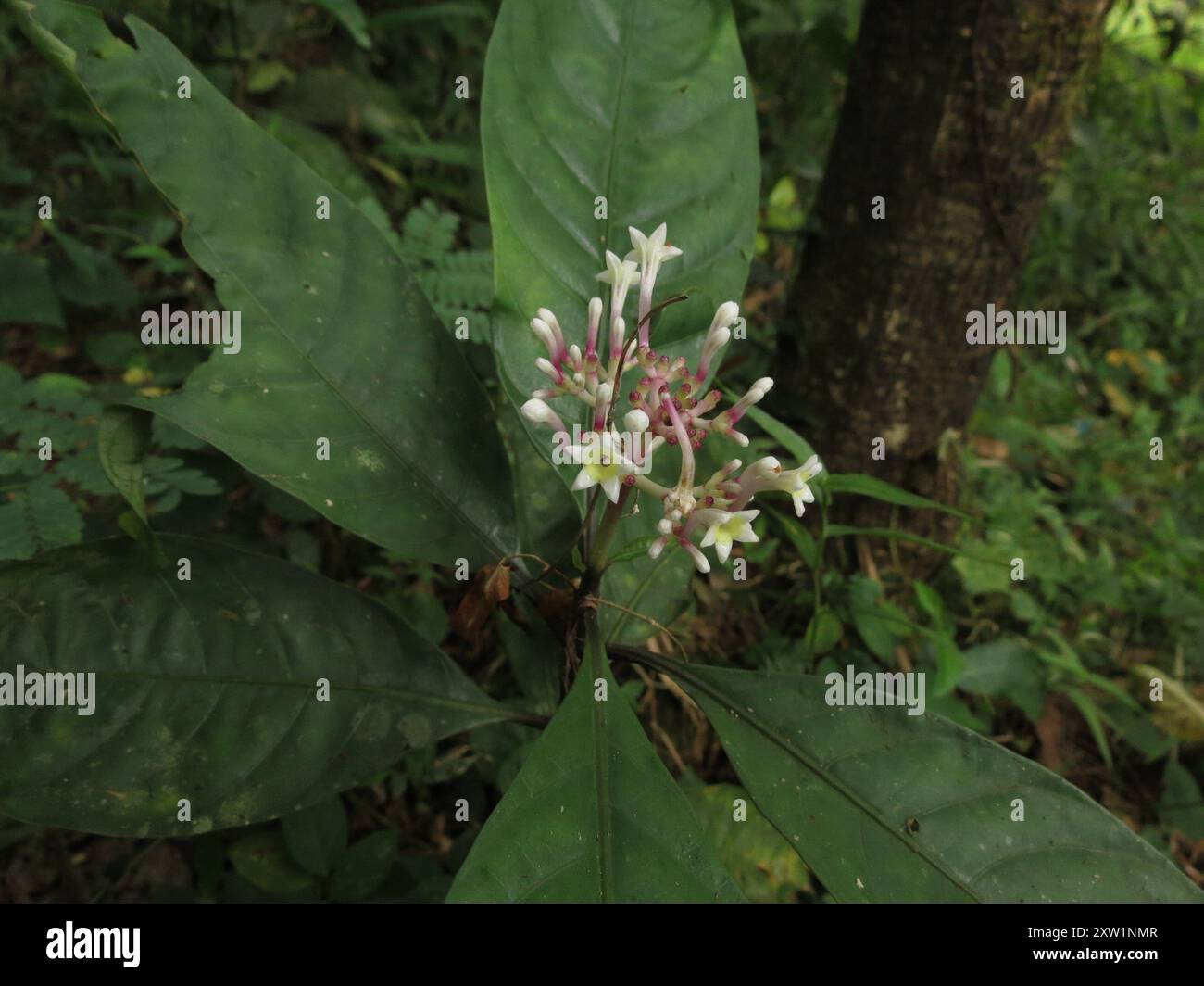 Curved Flower Woody Chassalia (Chassalia curviflora) Plantae Stock ...