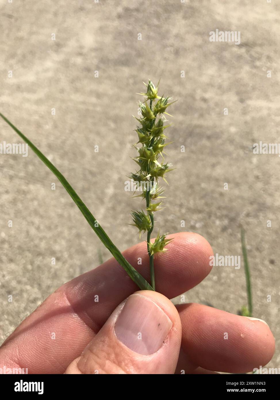 coastal sandbur (Cenchrus spinifex) Plantae Stock Photo - Alamy