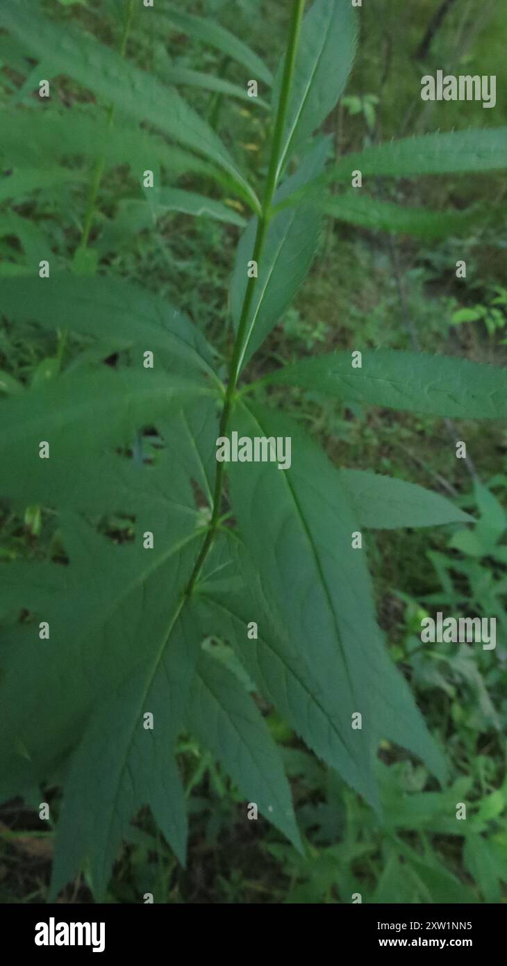 Culver's root (Veronicastrum virginicum) Plantae Stock Photo - Alamy