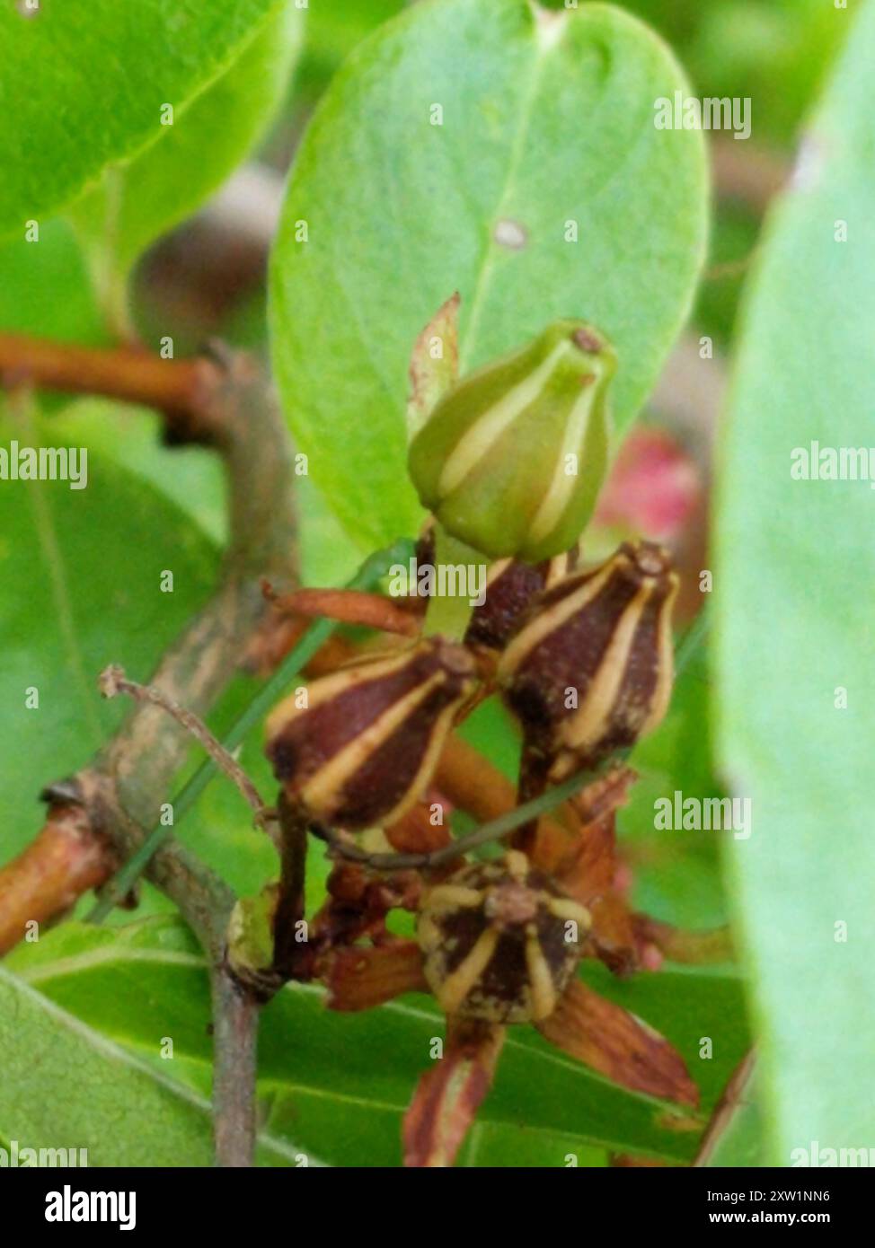 staggerbush (Lyonia mariana) Plantae Stock Photo - Alamy